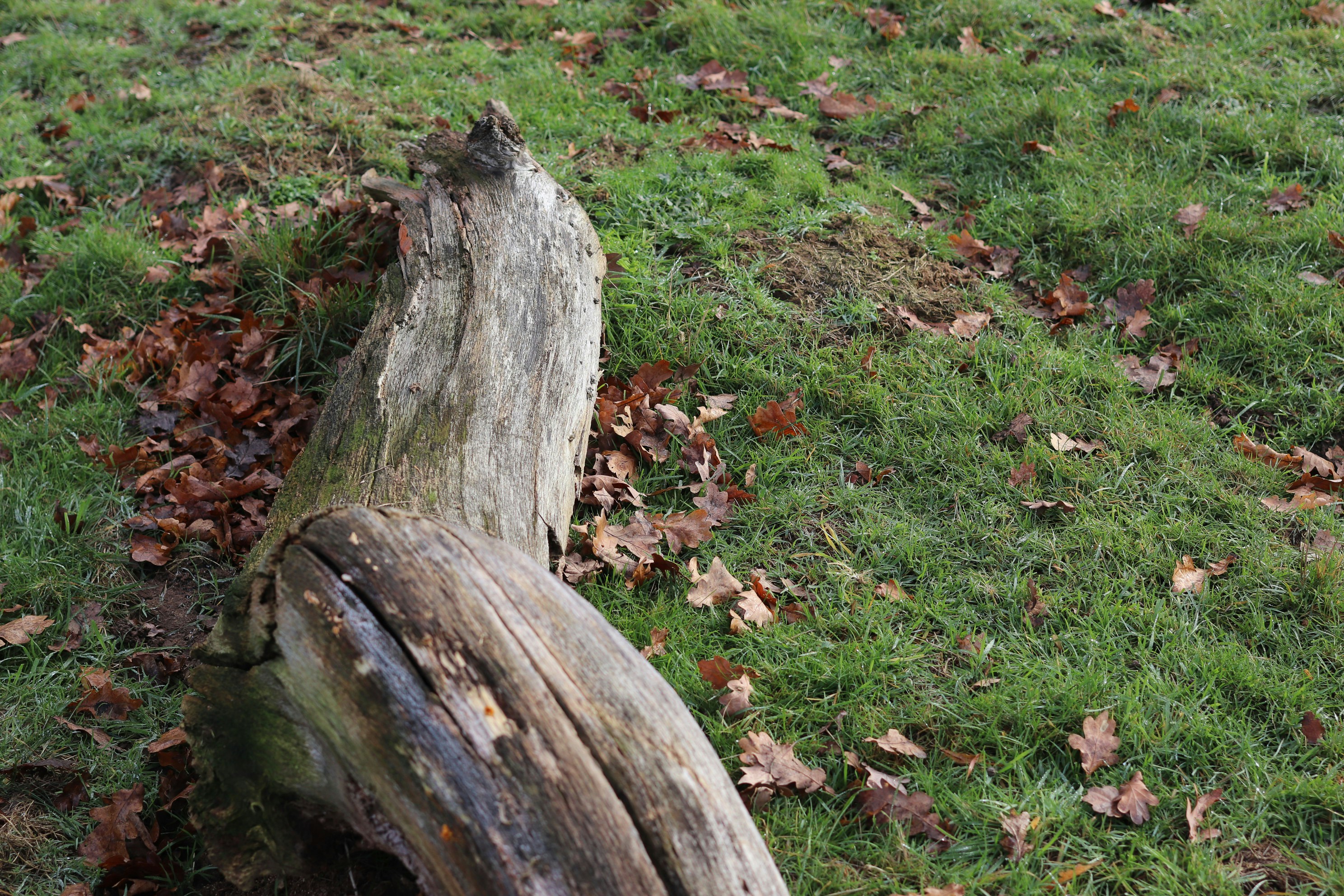 Weathered Log Wedge in a Green Field