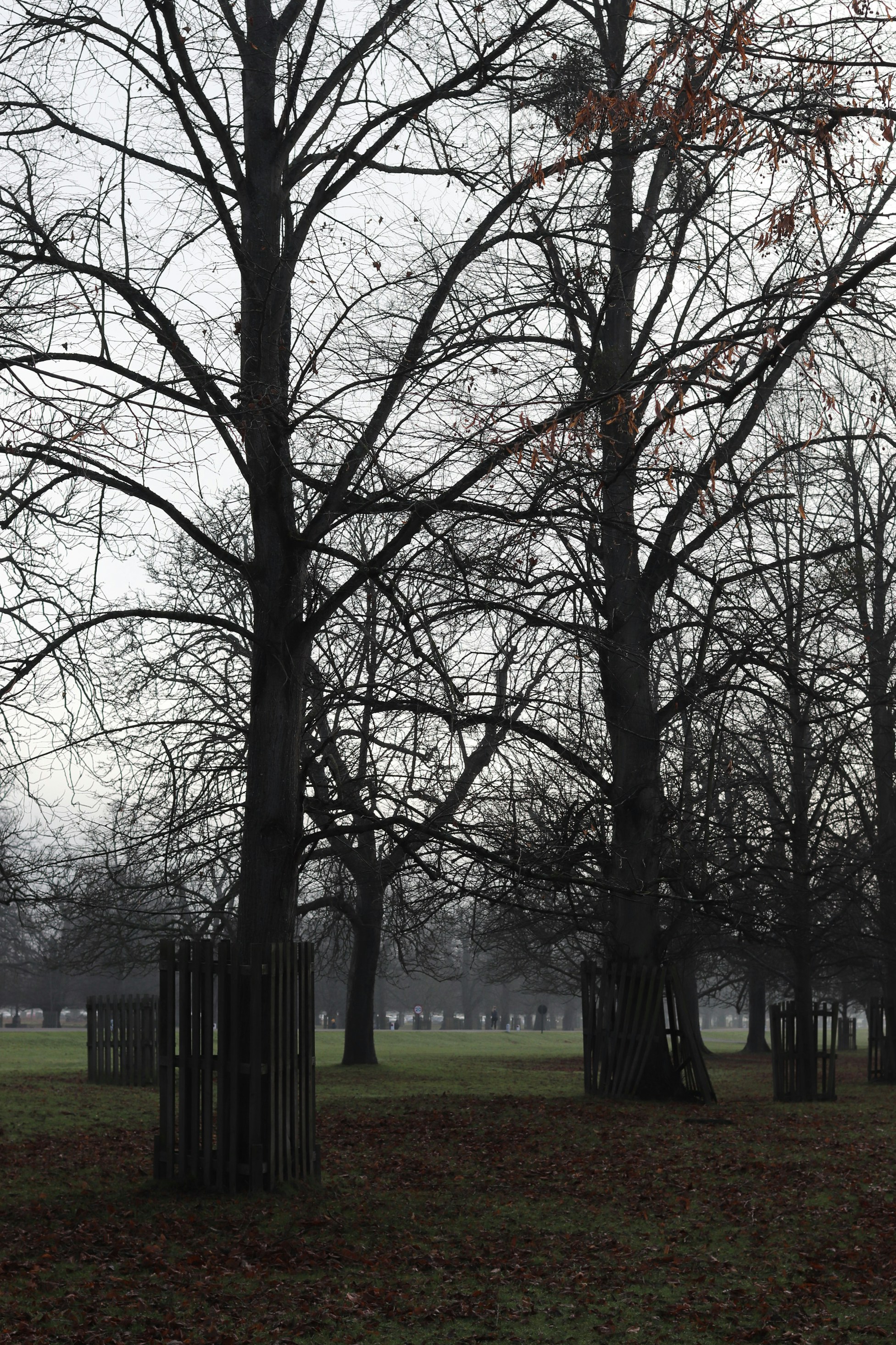 Winter Silence Under Bare Branches in the Park