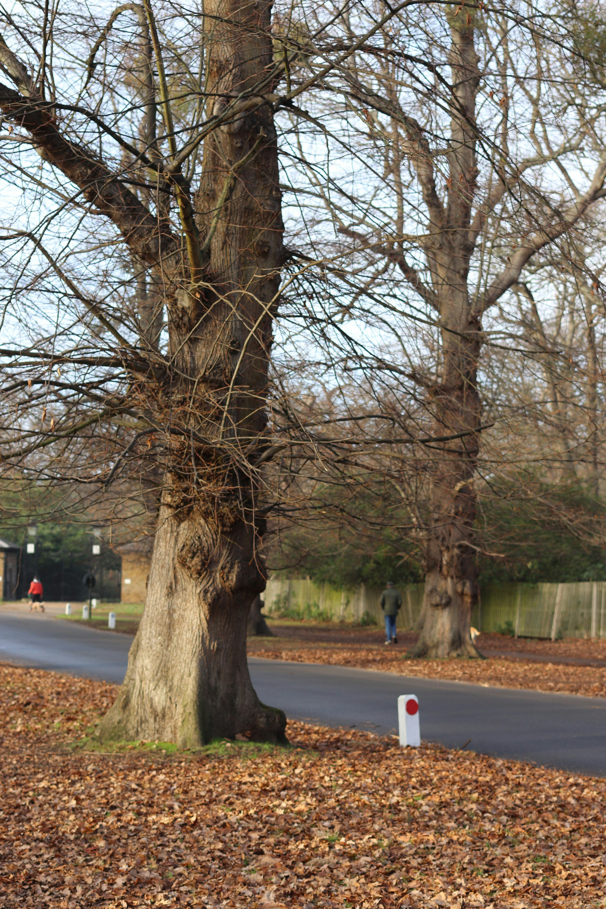 Autumn Roadster: Tall Trees and a Quiet Street