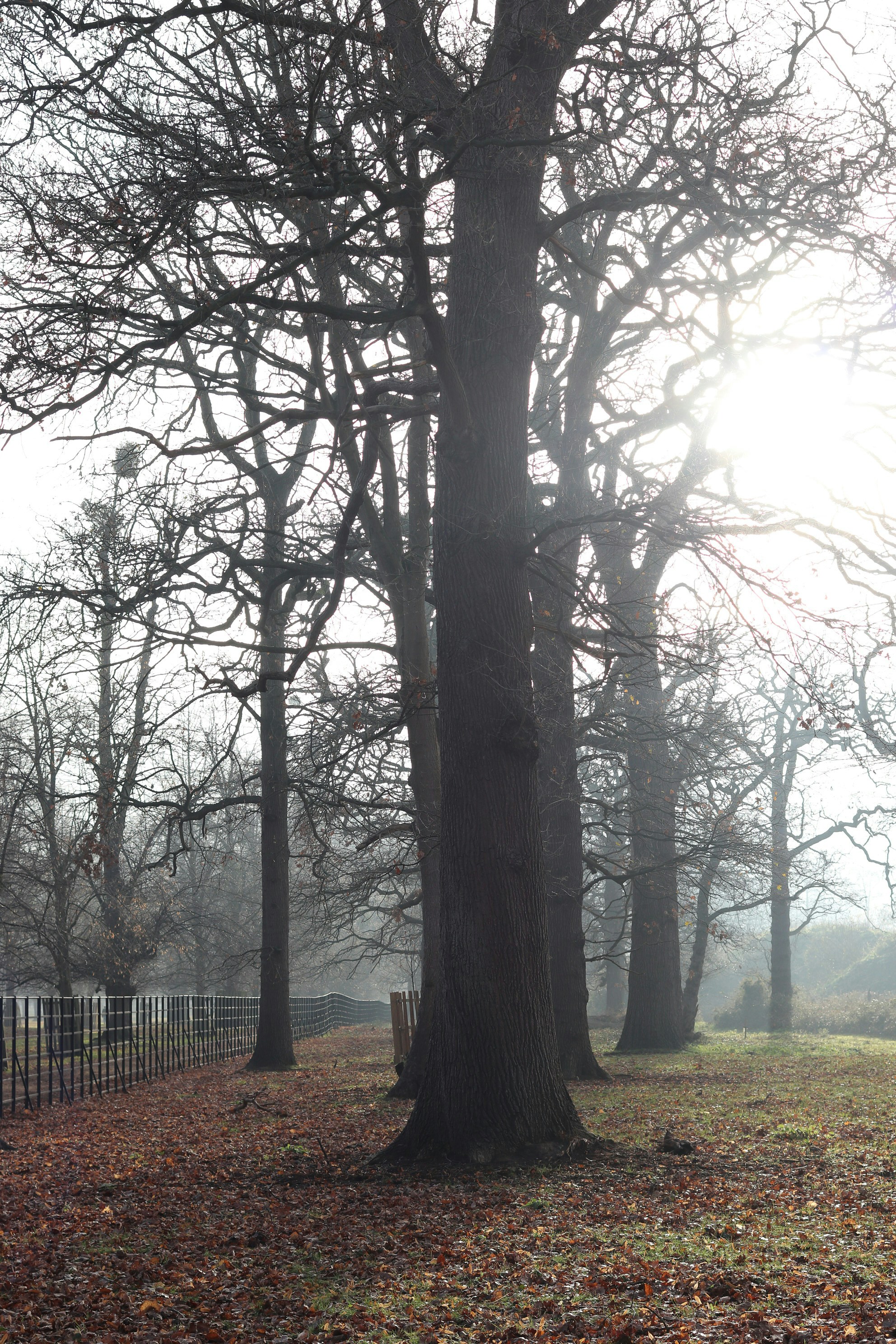 Sunlit Giants: A quiet grove of bare trees under morning haze