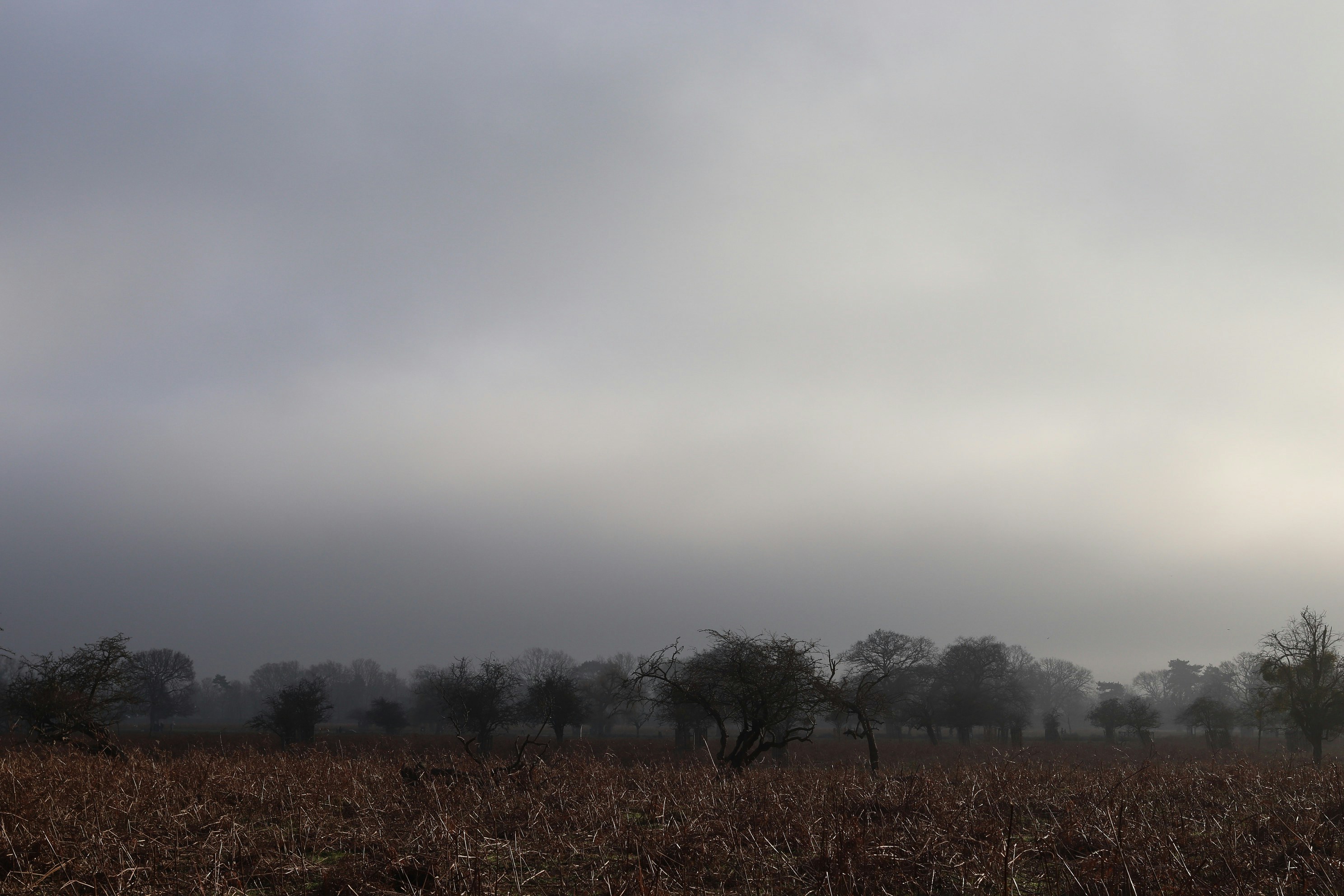 Low-Cloud Field Morning Over Silvered Cornfield