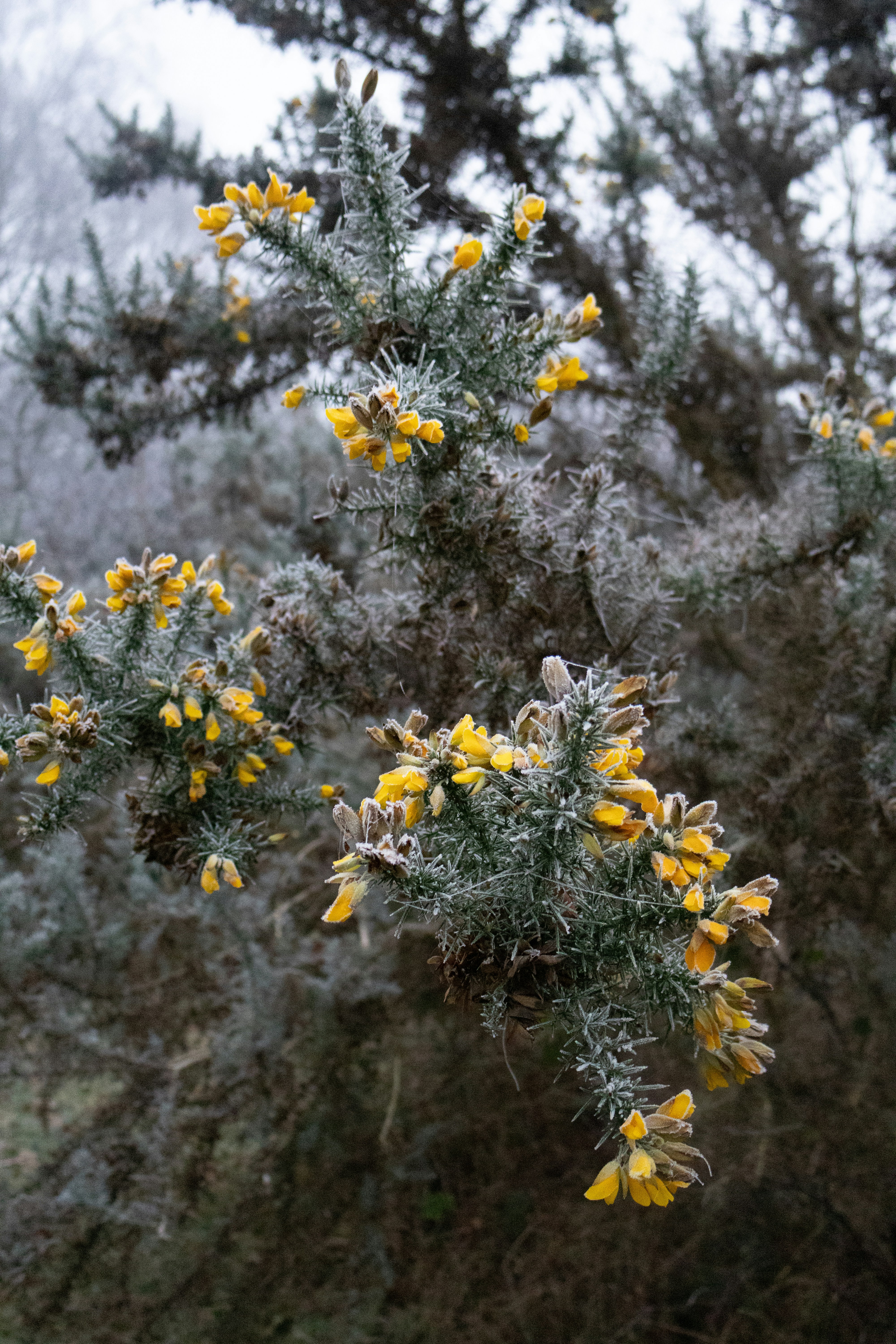 Frost-kissed Yellow Blooms on Icy Spindles