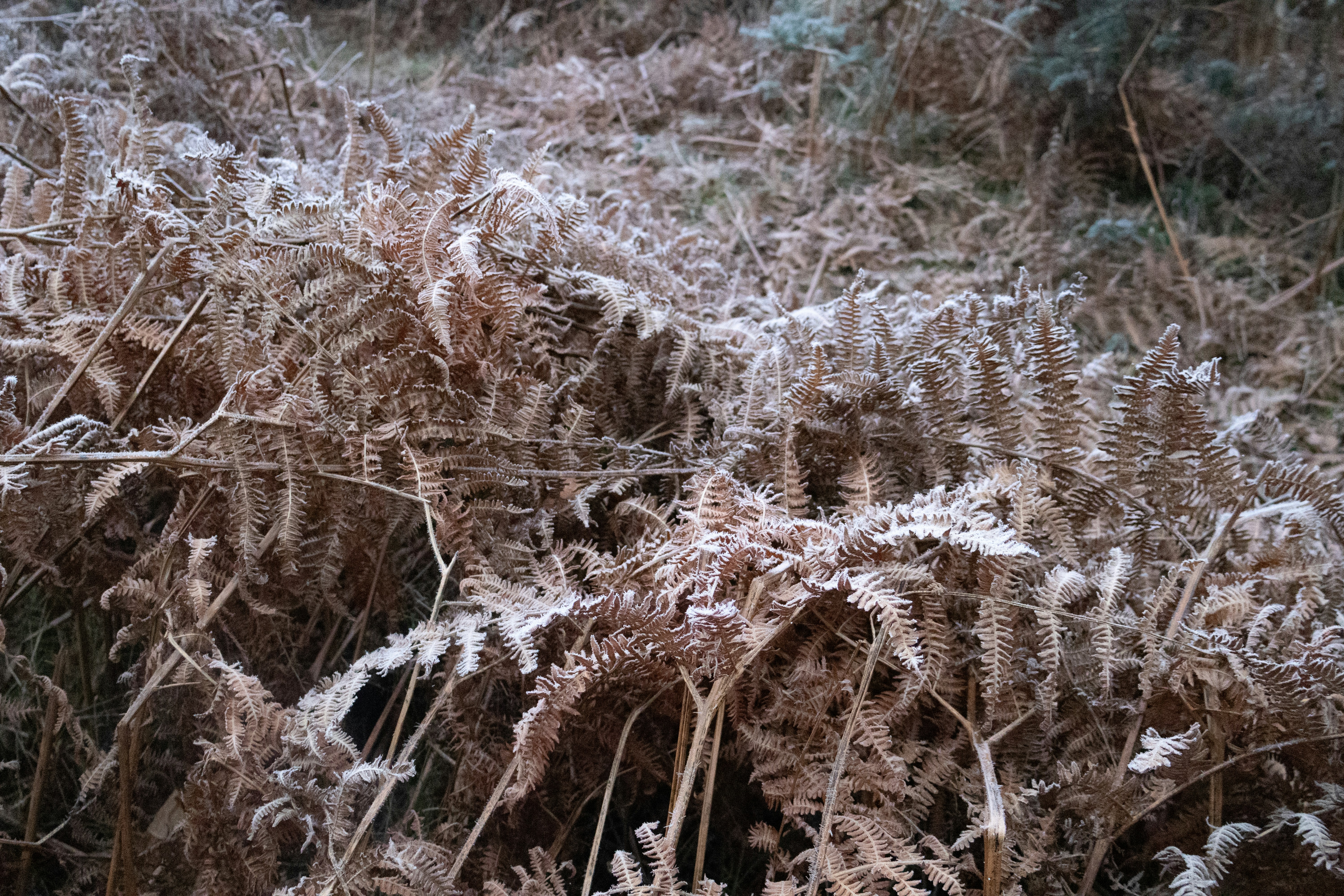 Frosted Ferns: Quiet Winter Textures in Microfilm Light