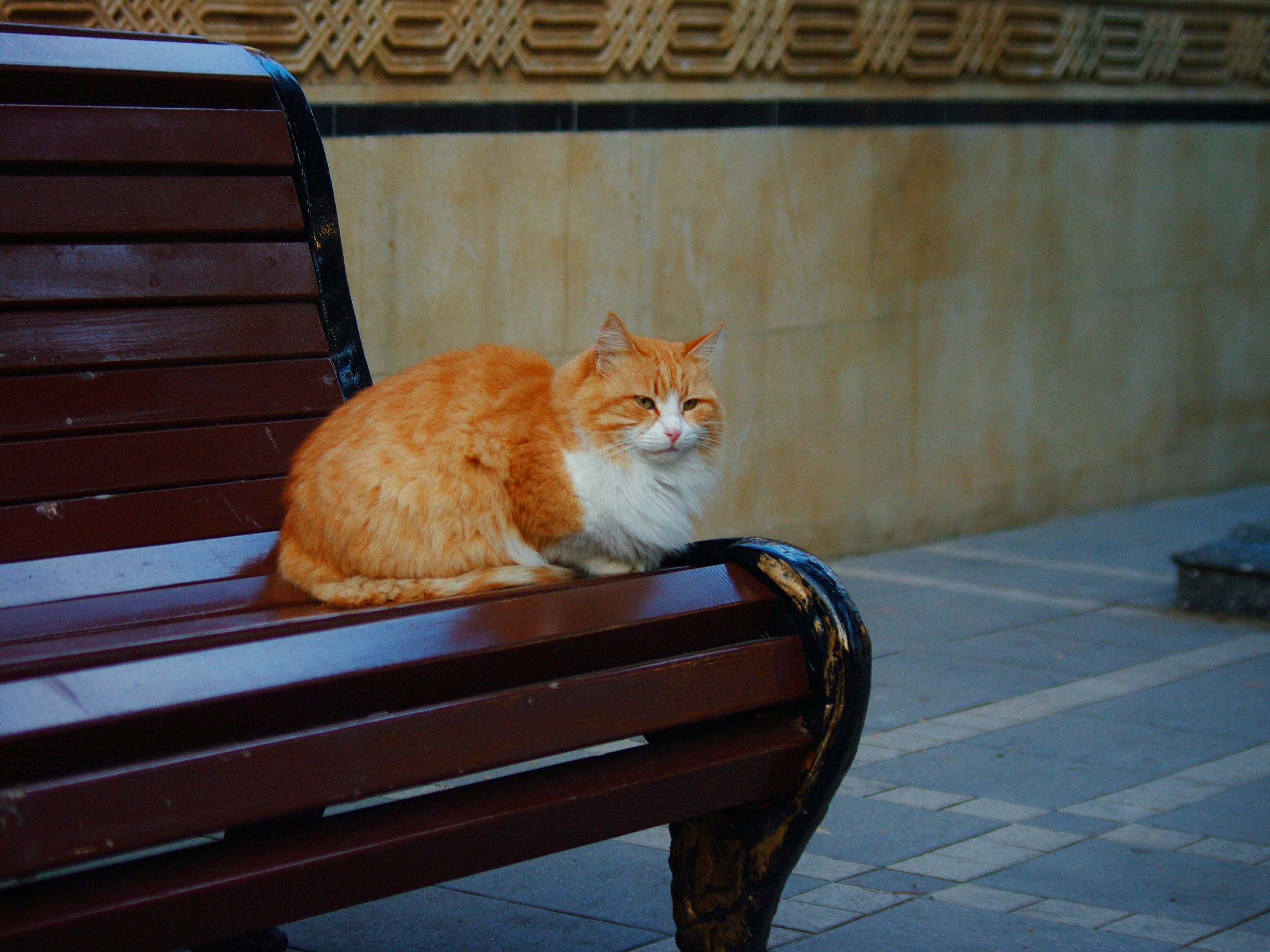 Orange Study: A Cat Reclines on a Weathered Bench