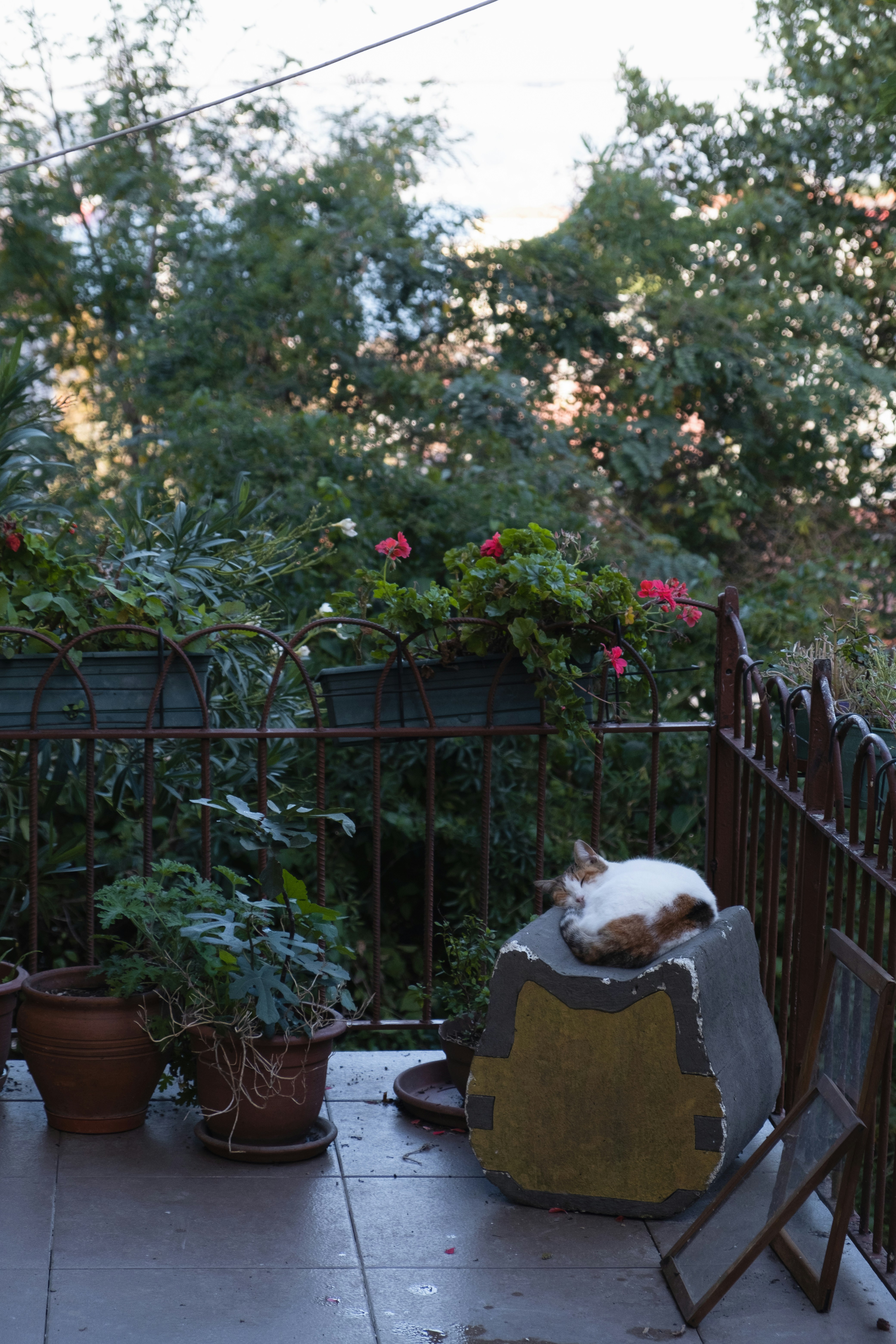 Curled Cat Among Balcony Garden Stones