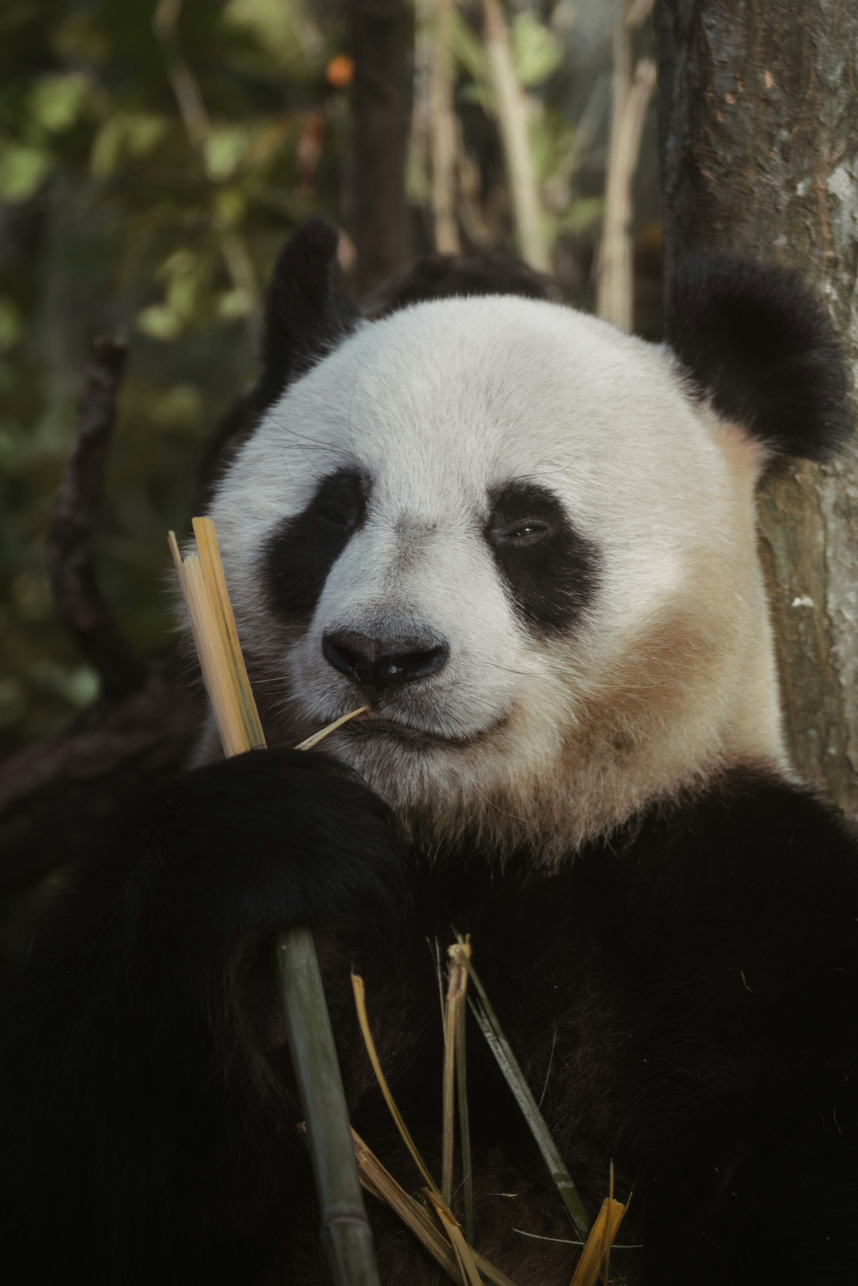 Panda at Rest: Quiet Gaze Among Bamboo