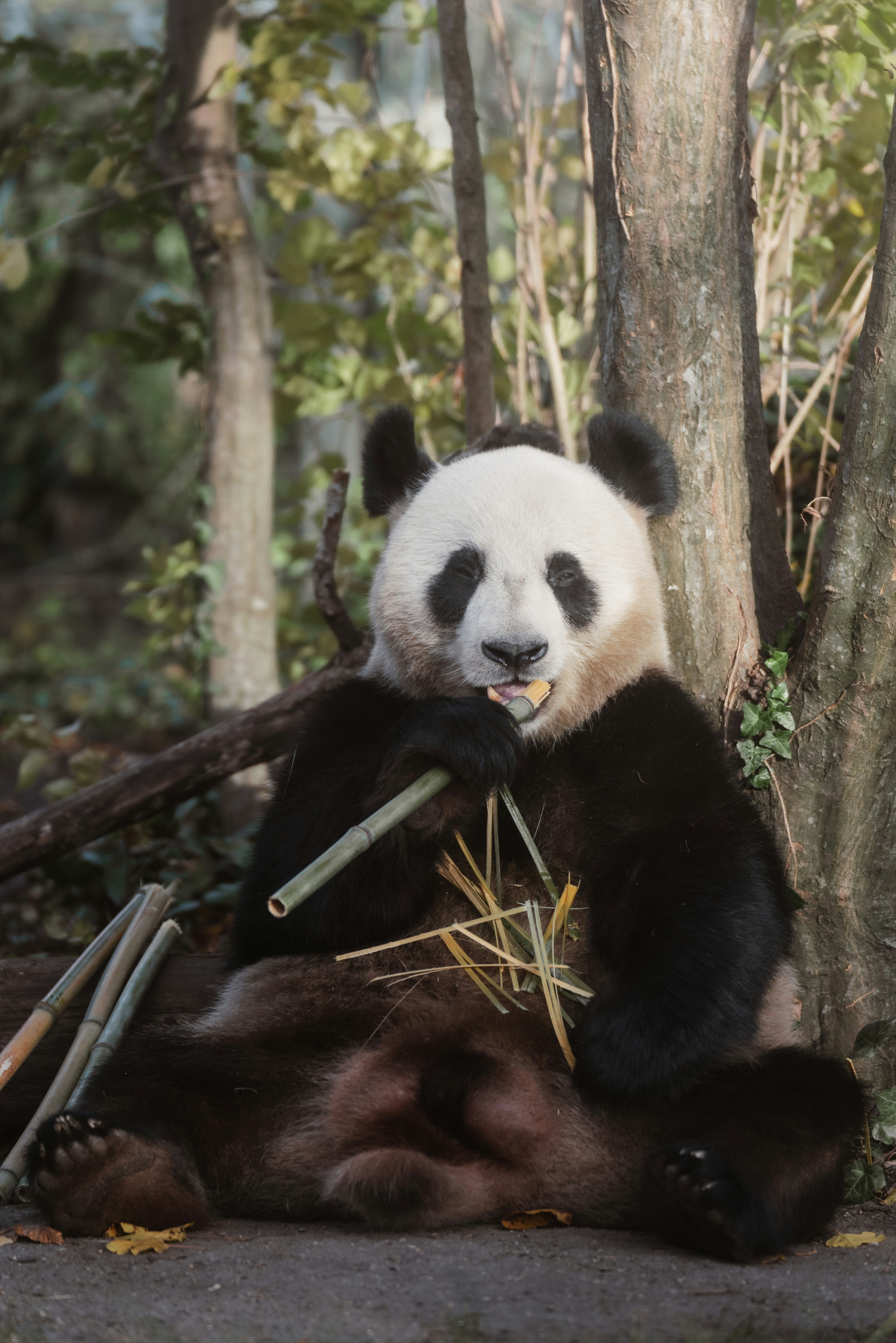 Panda in the Bamboo Grove, Quietly Nibbling