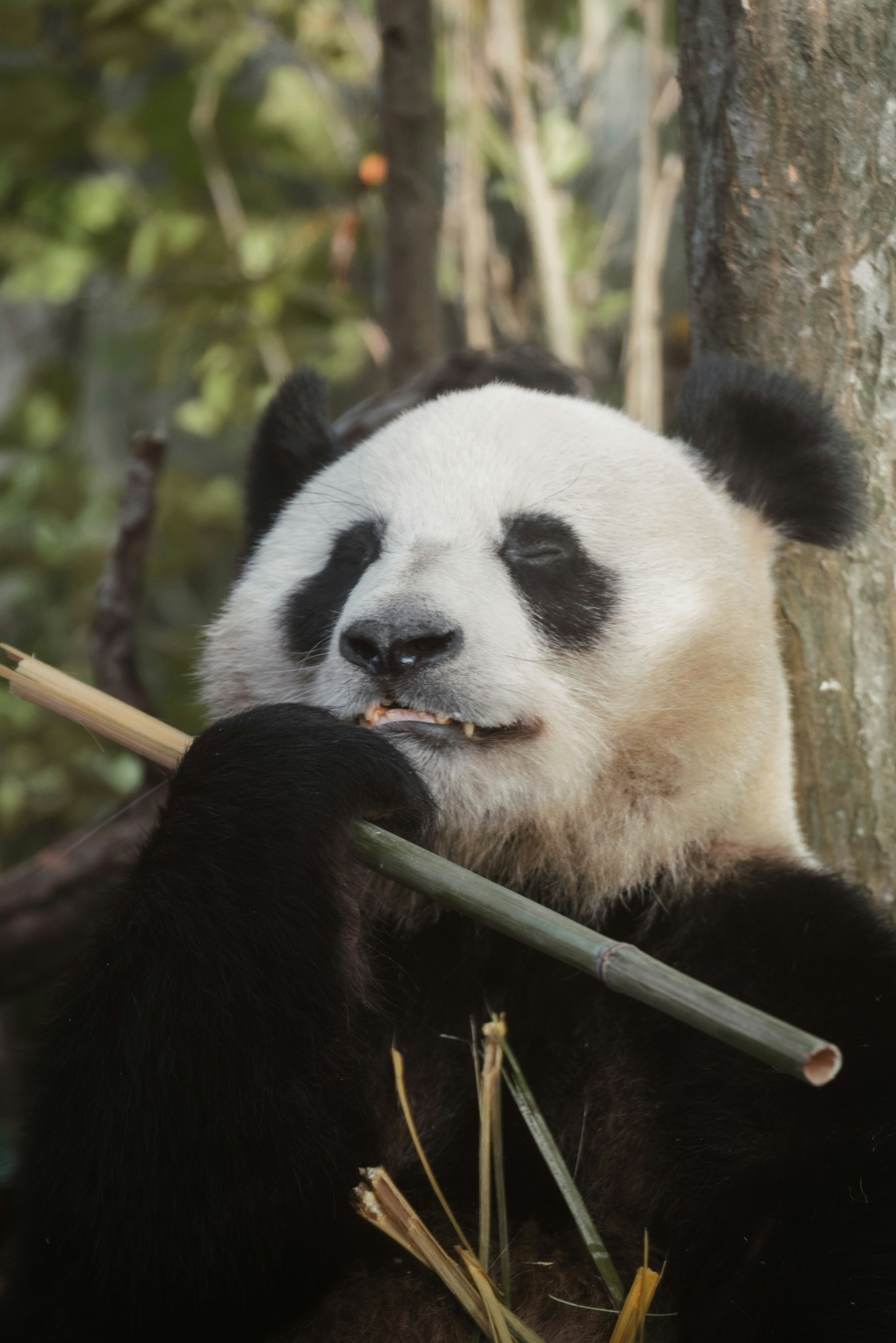 Panda in Bamboo Meadow: A Zen Snack