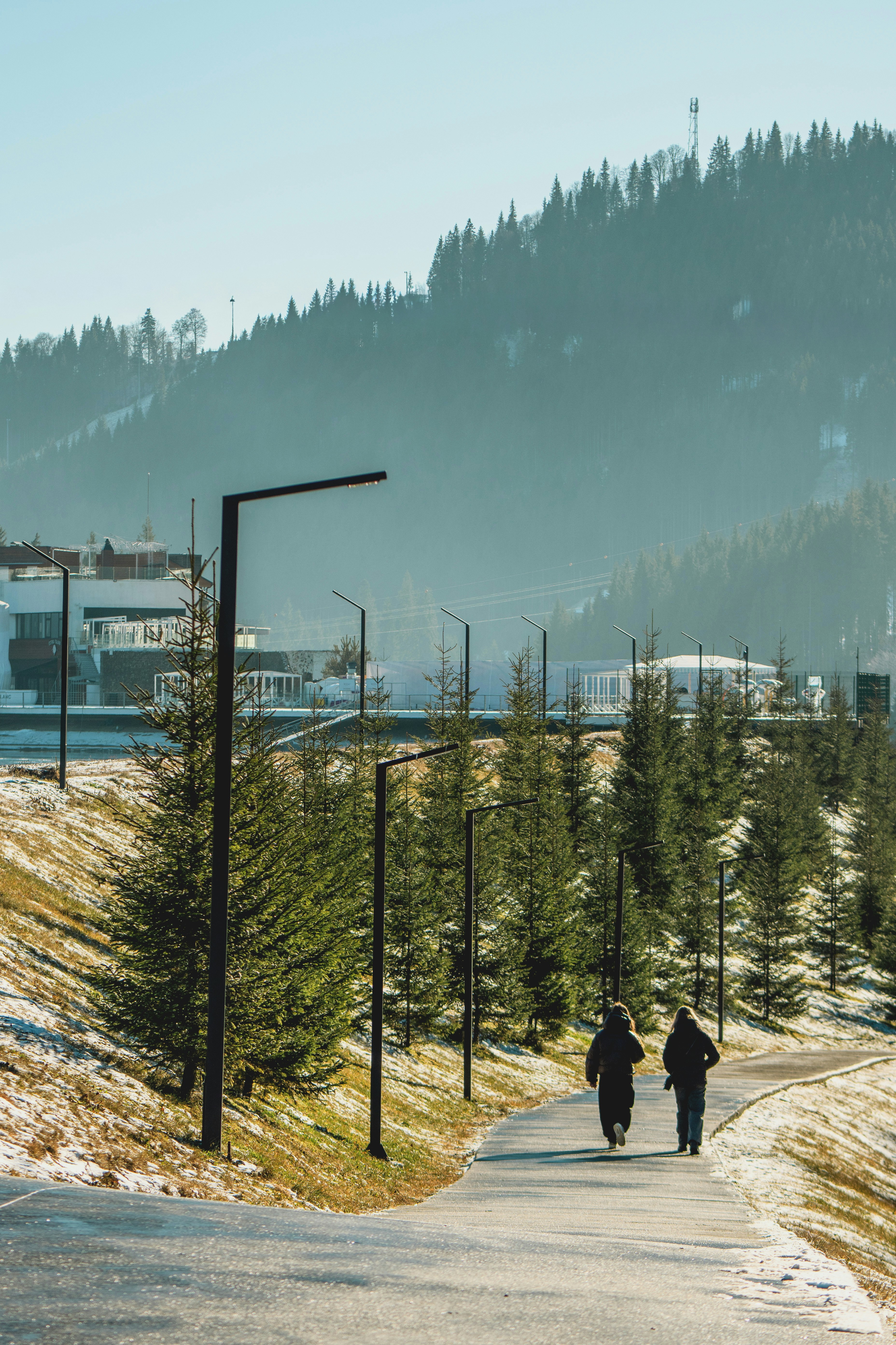 Winter Walk Along a Snow-dusted Path Amid Coniferous Rows
