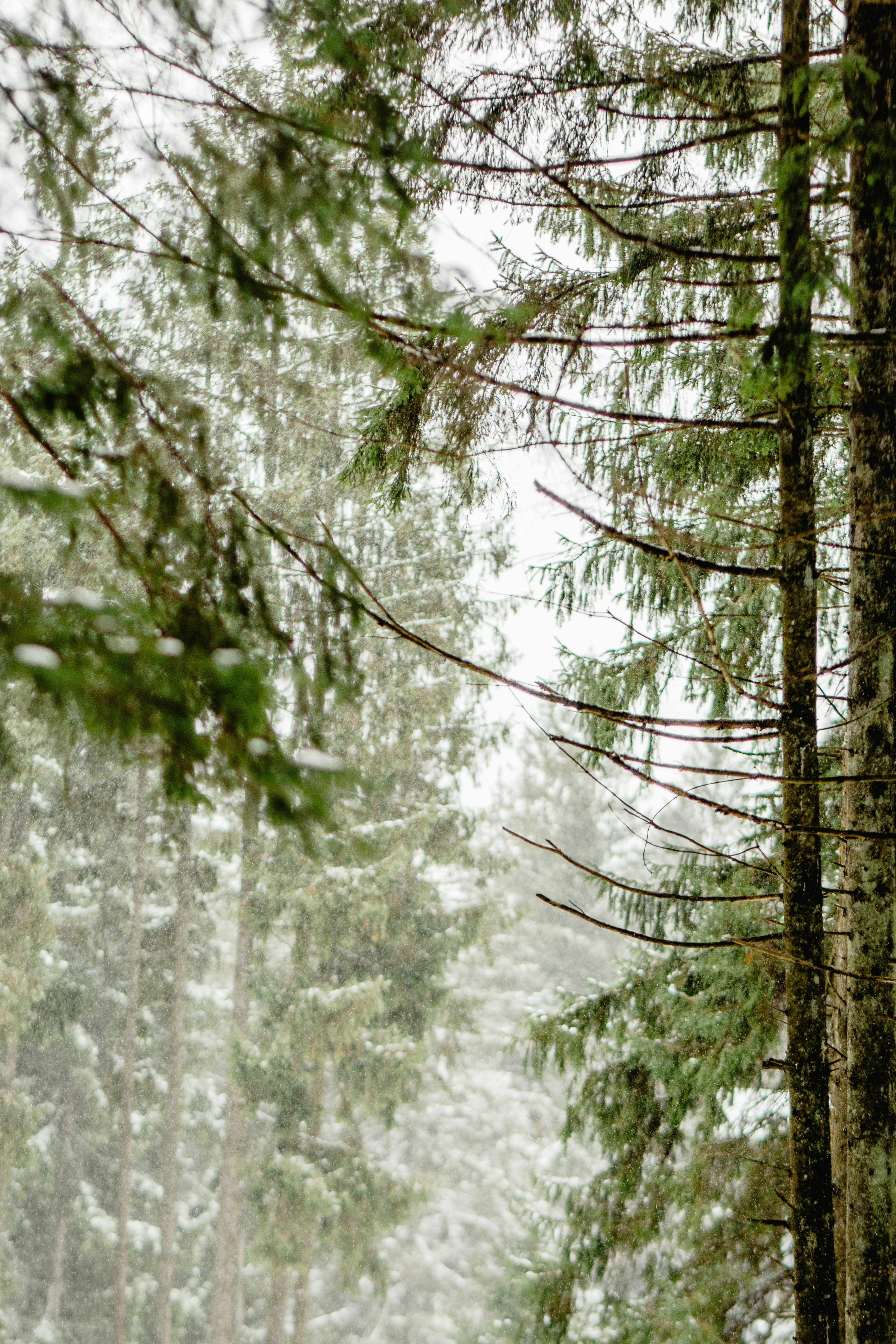 Snow-laced Pines in Quiet Forest Veil