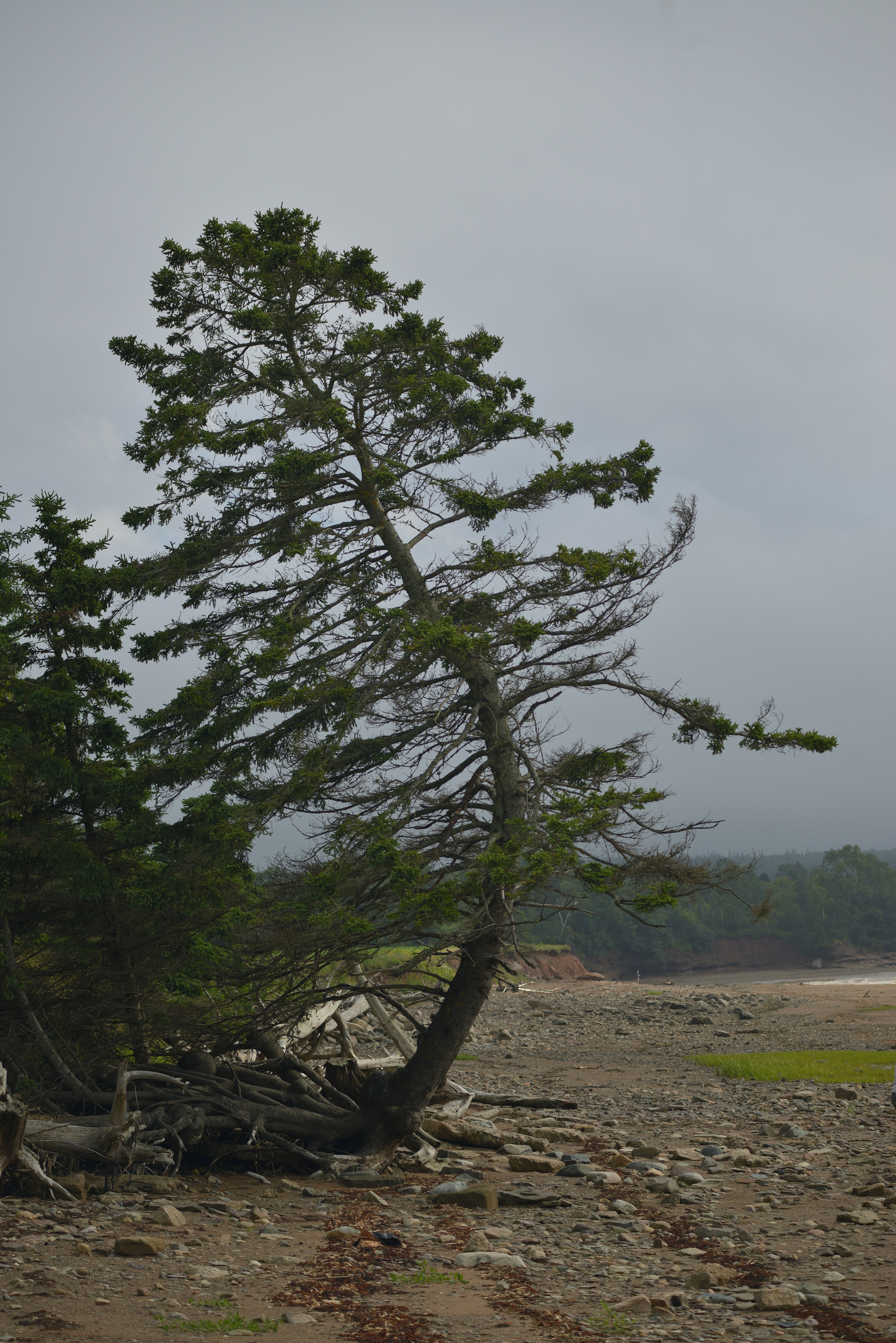 Windward Pine on a Silhouette Shore