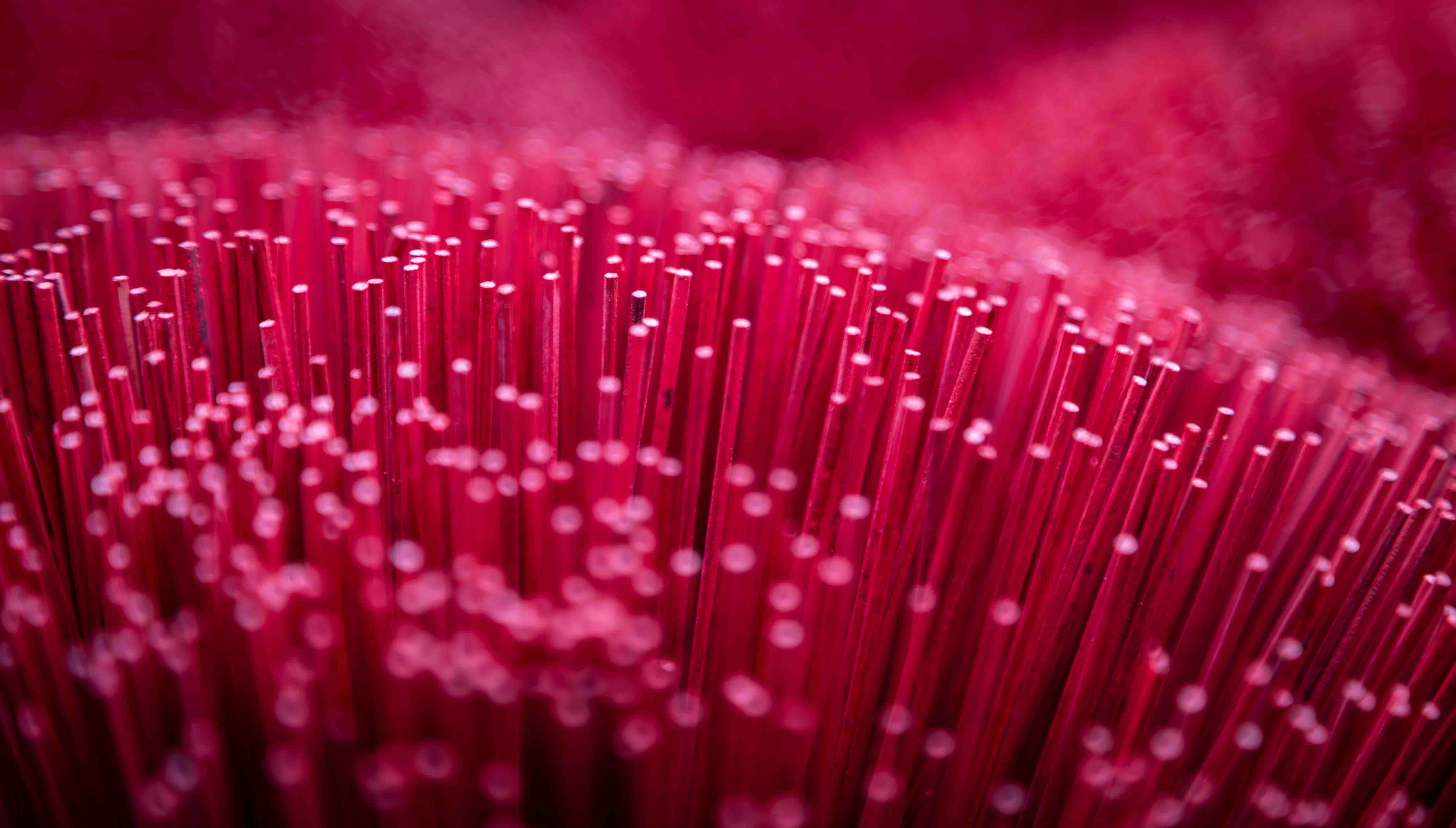 Emerald Pines of Light: A Field of Pink Stems Reaching for the Frame