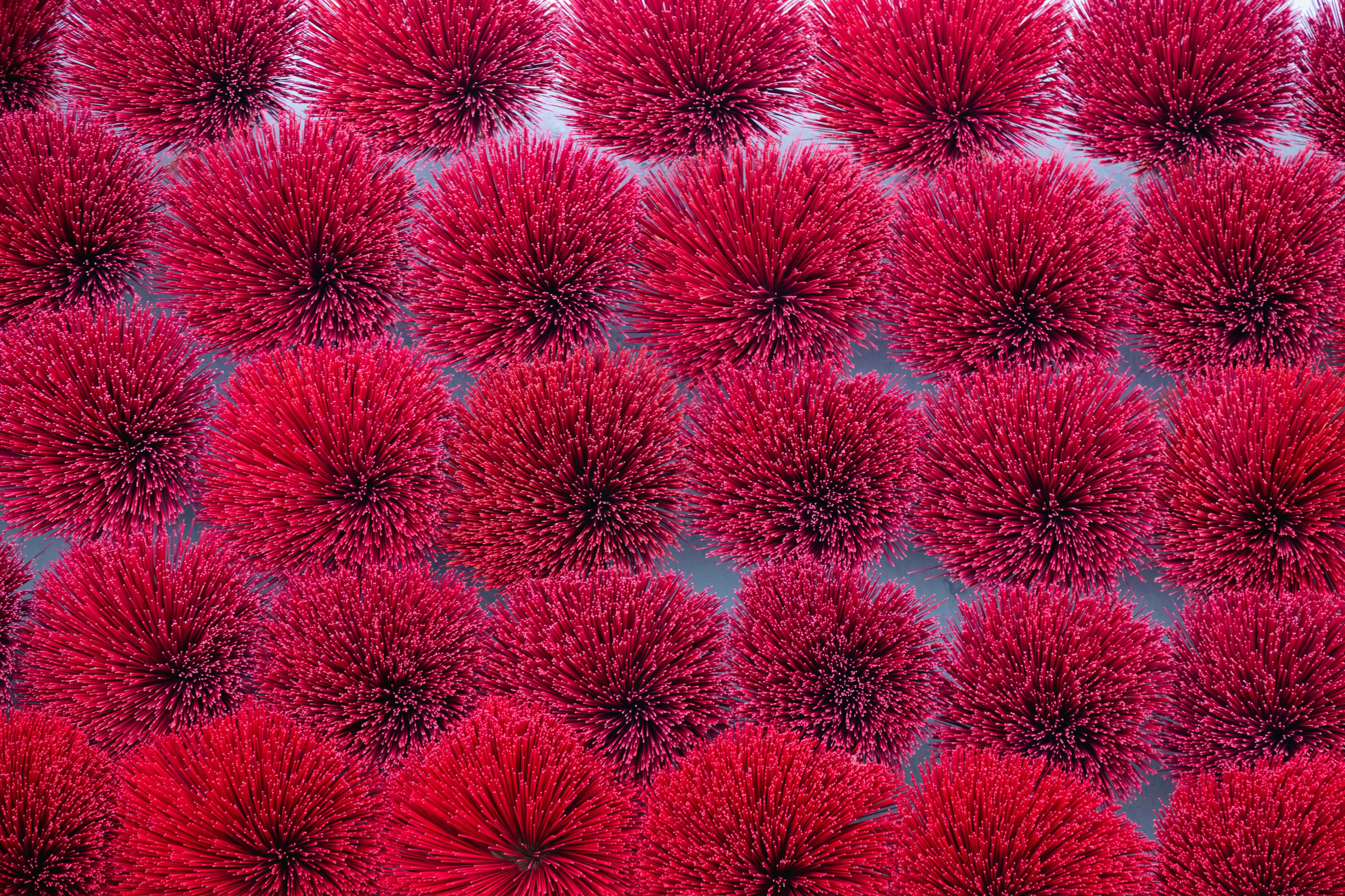 A Coral Sea of Magenta Pom-Poms