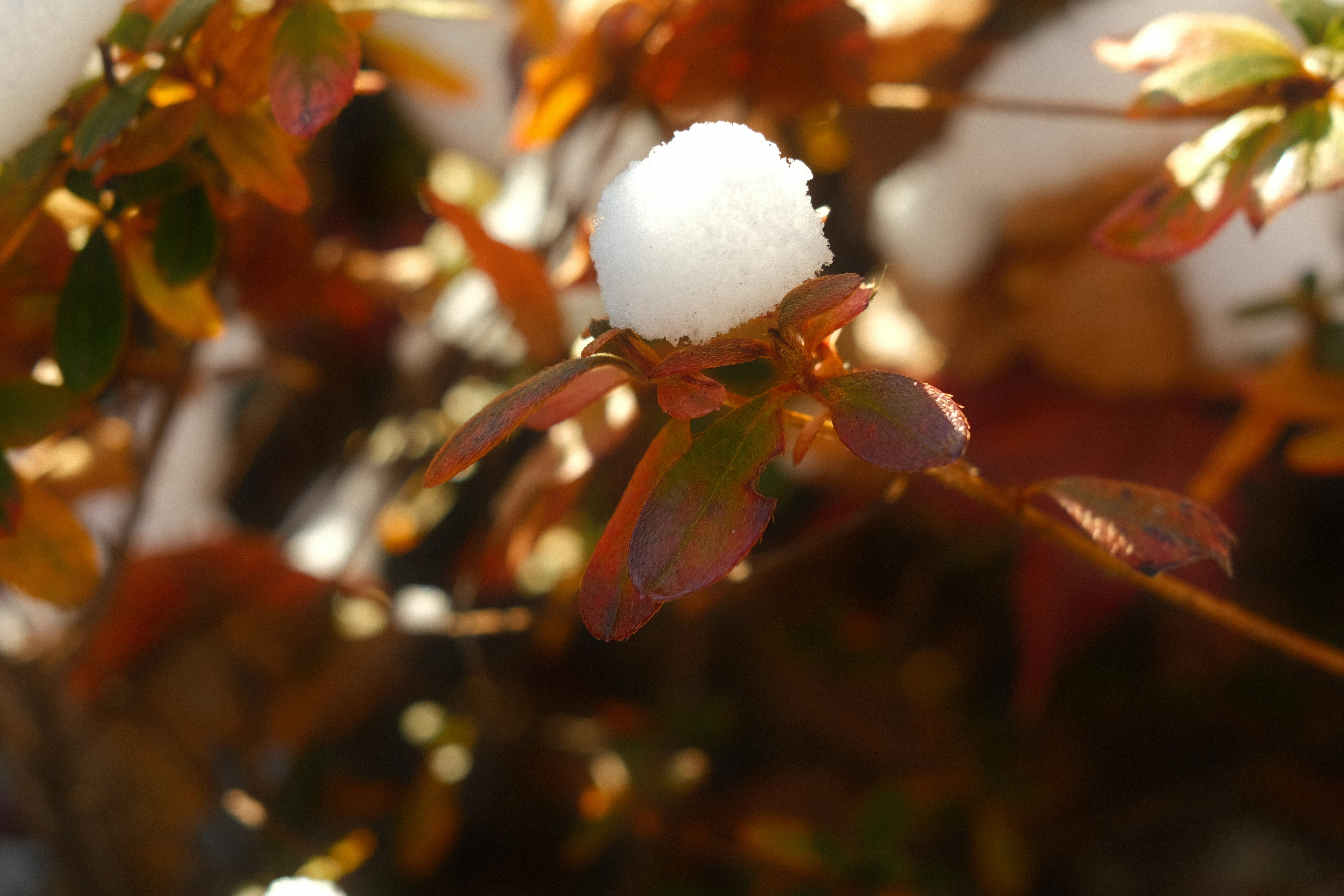 Snow Cap on Tiny Red Leaves: A Quiet Autumn Moment