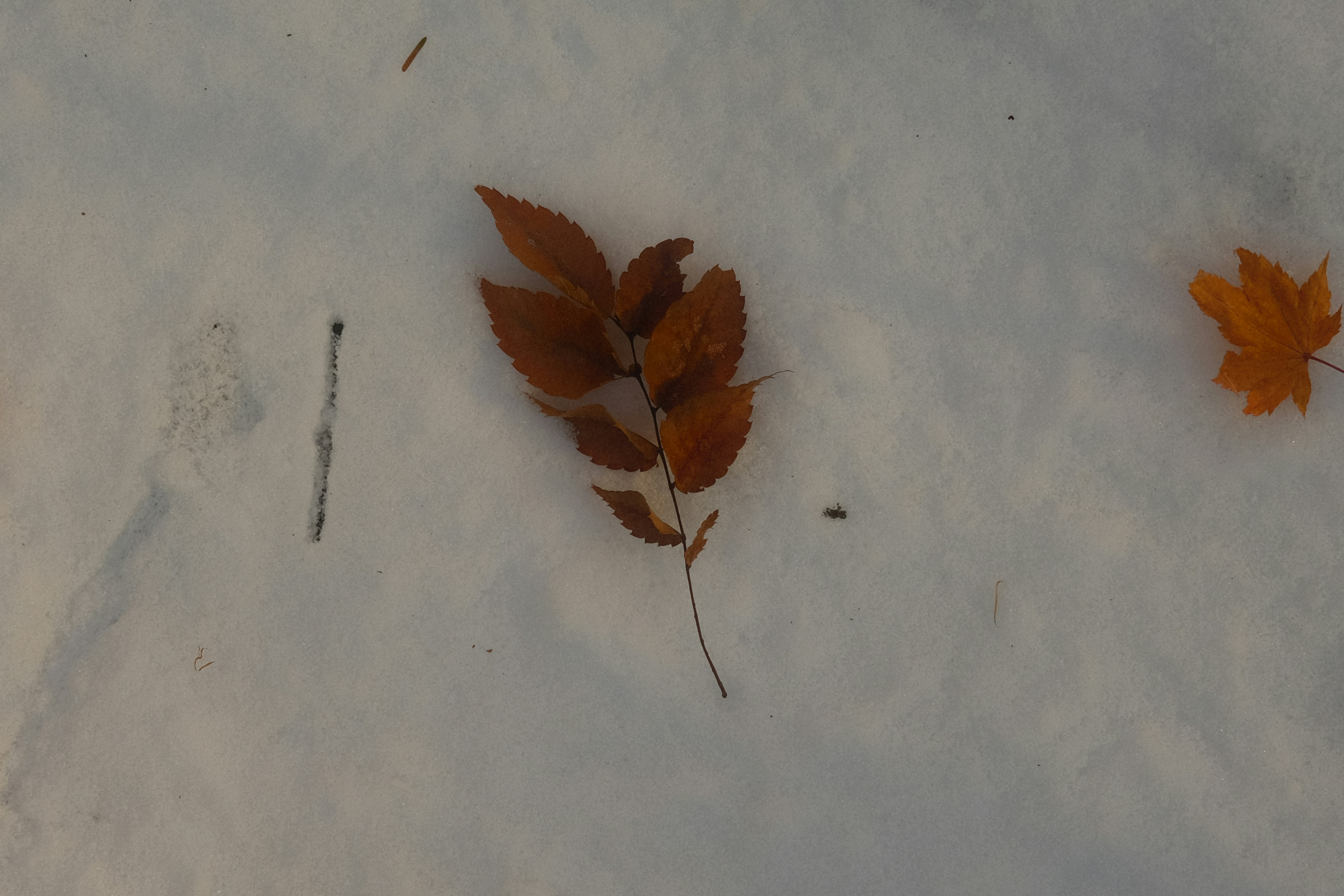 Autumnal Leaf Resting on Quiet Snow