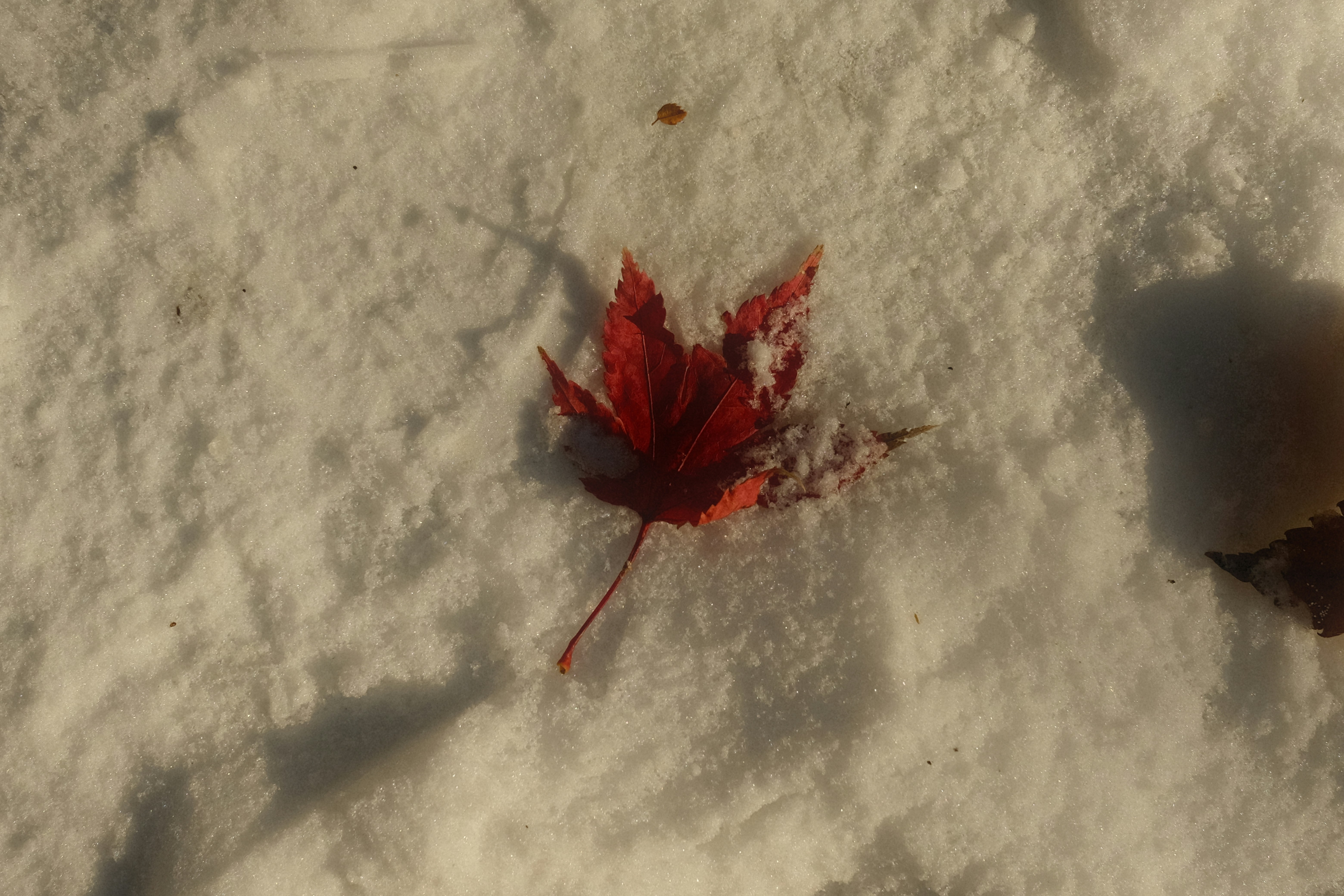 Red Maple Leaf in Fresh Snow: A Quiet Autumn Moment in Winter Light