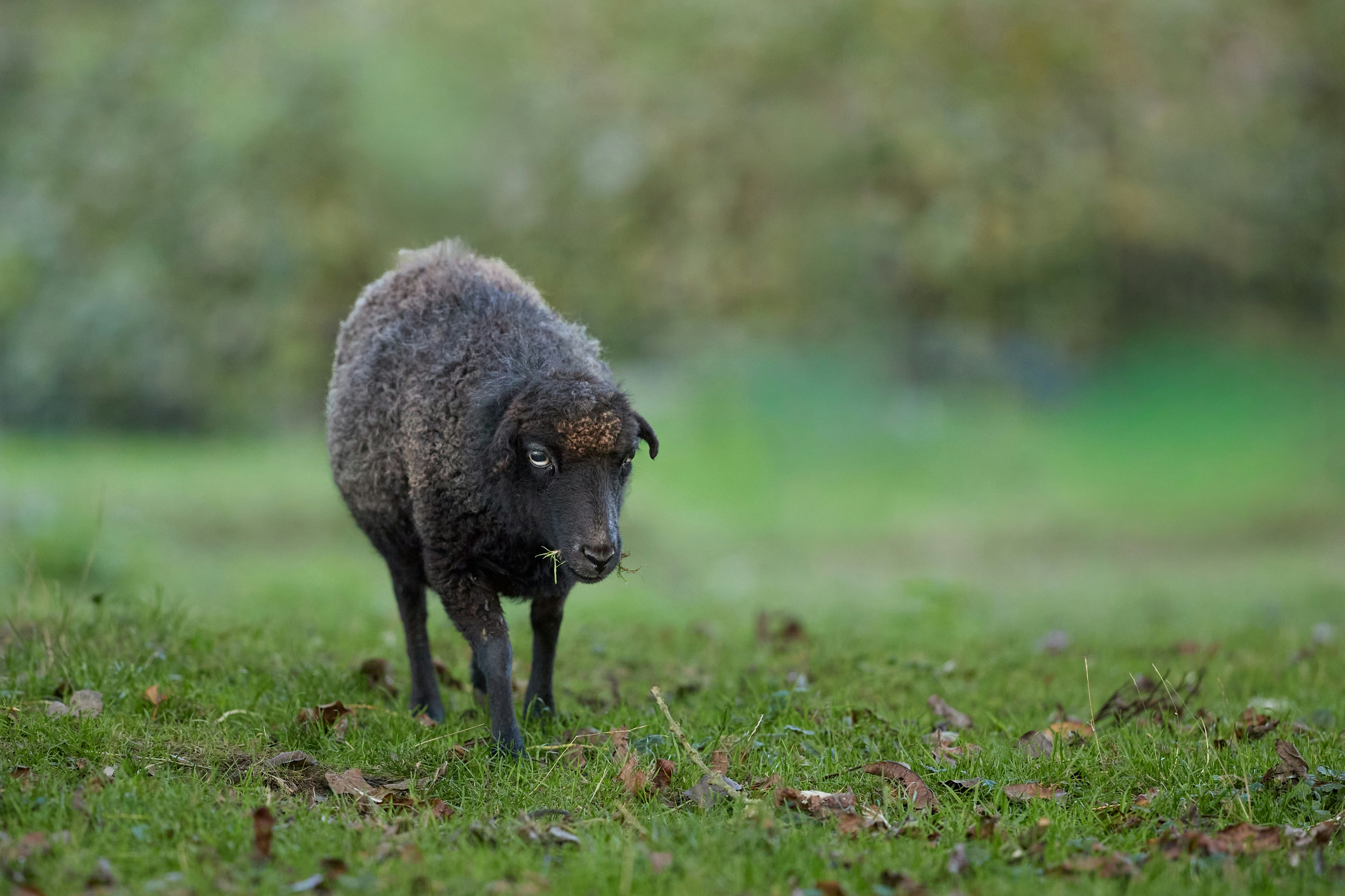 A young black ouessant sheep, with a hint of grass in its mouth, walks through a vibrant green meadow scattered with autumn leaves, set against a soft, natural background.