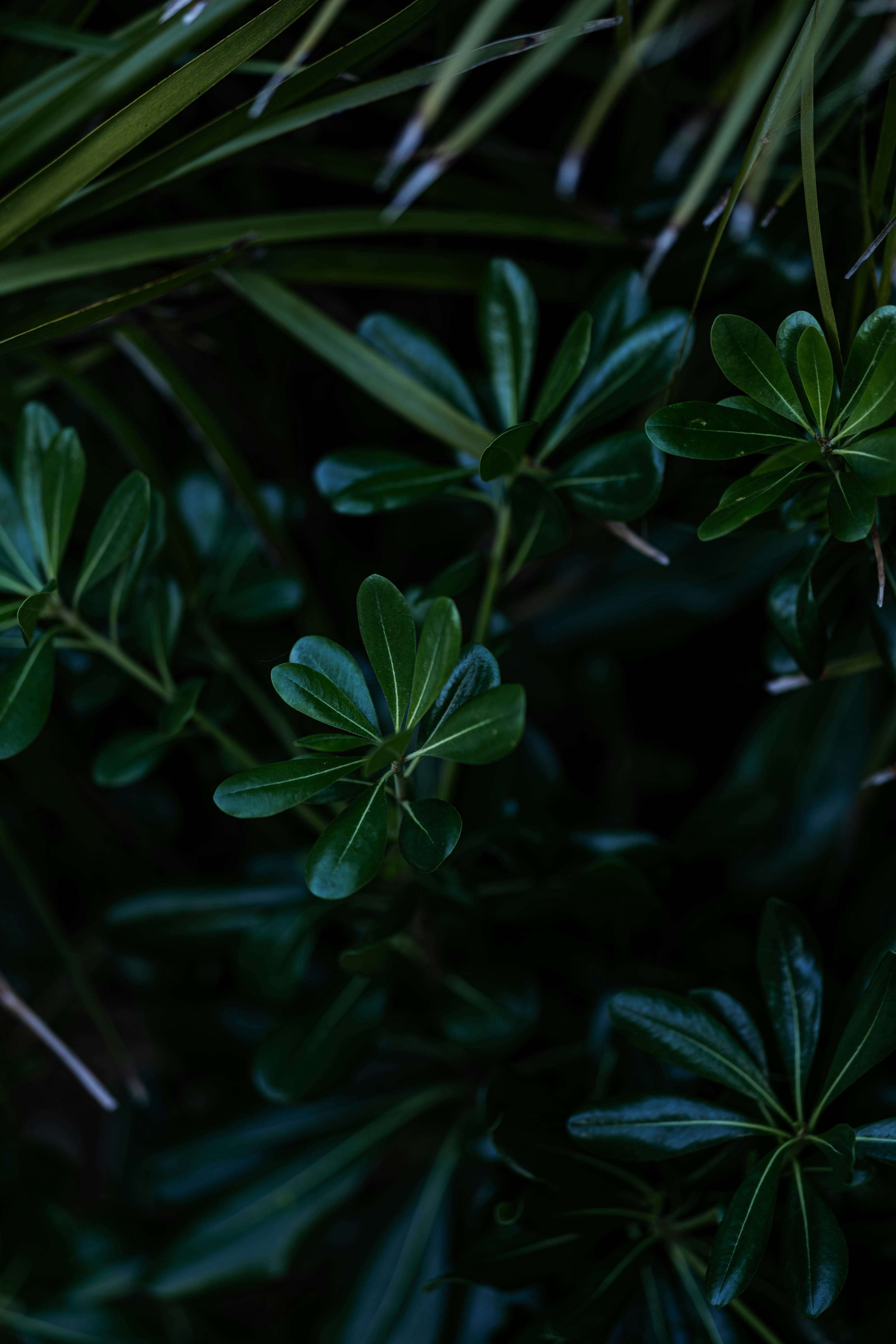 Midnight Green: a Quiet Web of Leaves and Stems