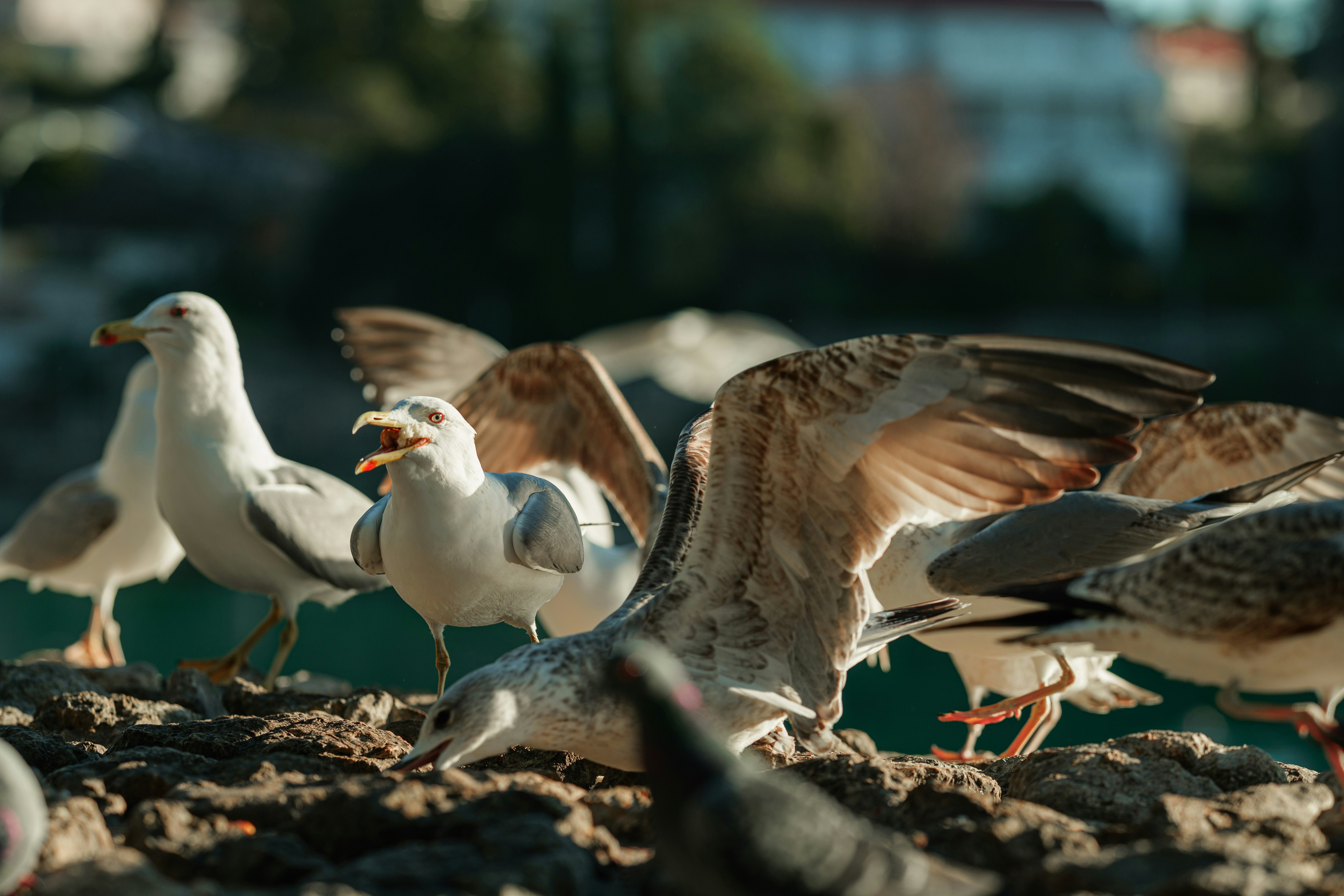 Feeding Frenzy at the Dock: A Row of Winged Comedians
