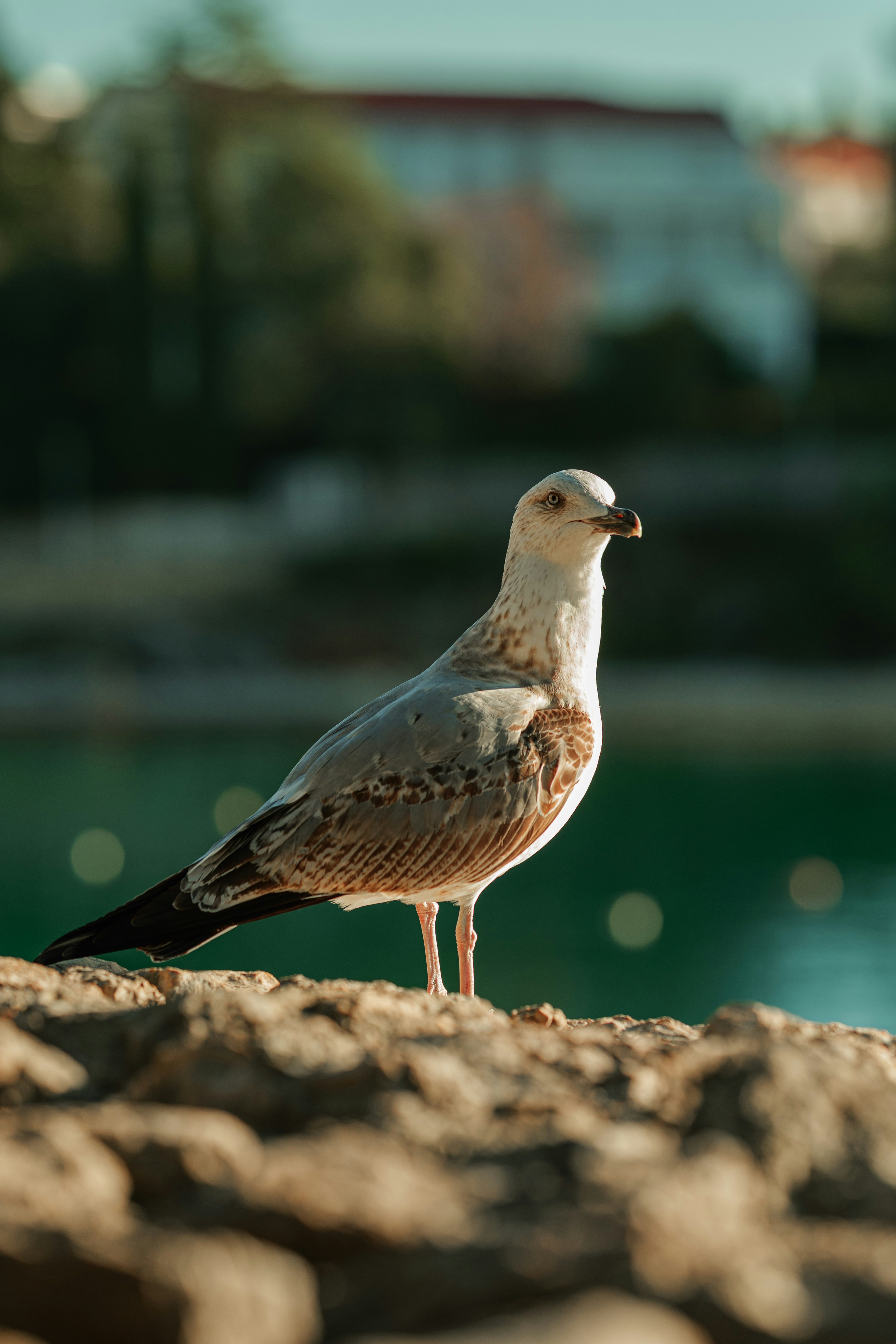 Seaside Gull Stance: Sunlit Focus on a Seabird Portrait