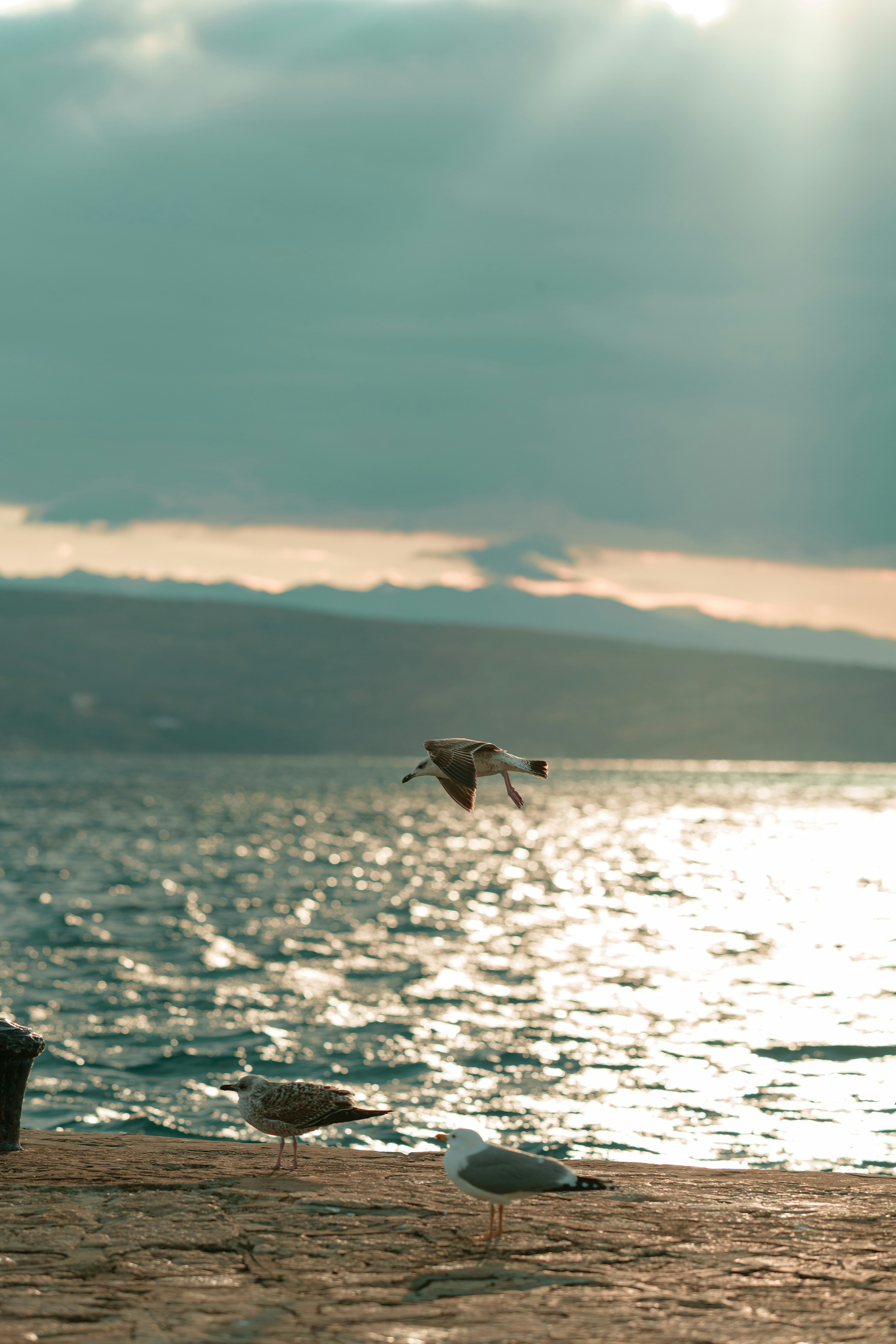 Seabird in Flight Over Glimmering Waters at Dusk