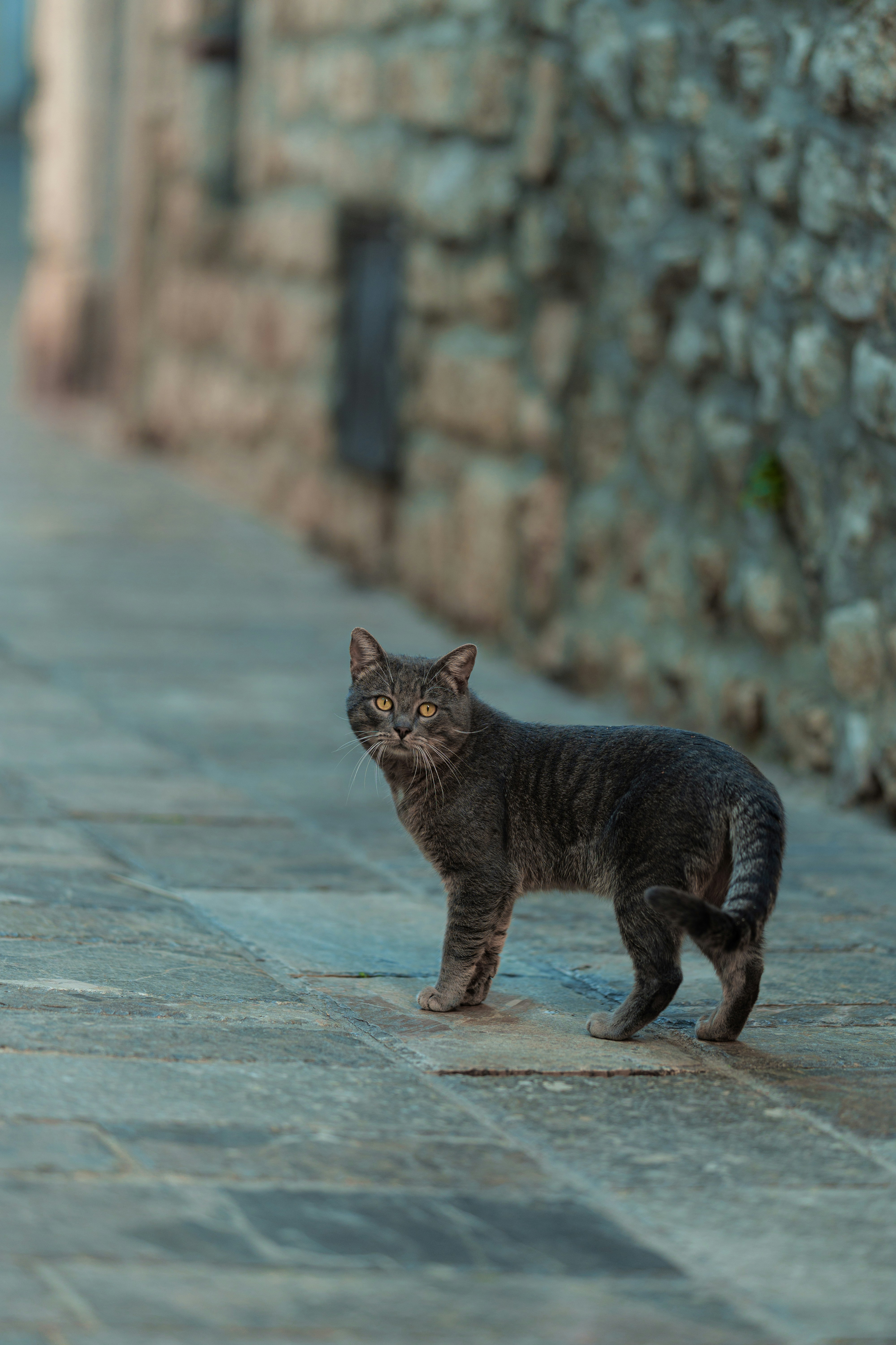Curious Street Cat on Aged Stone Path