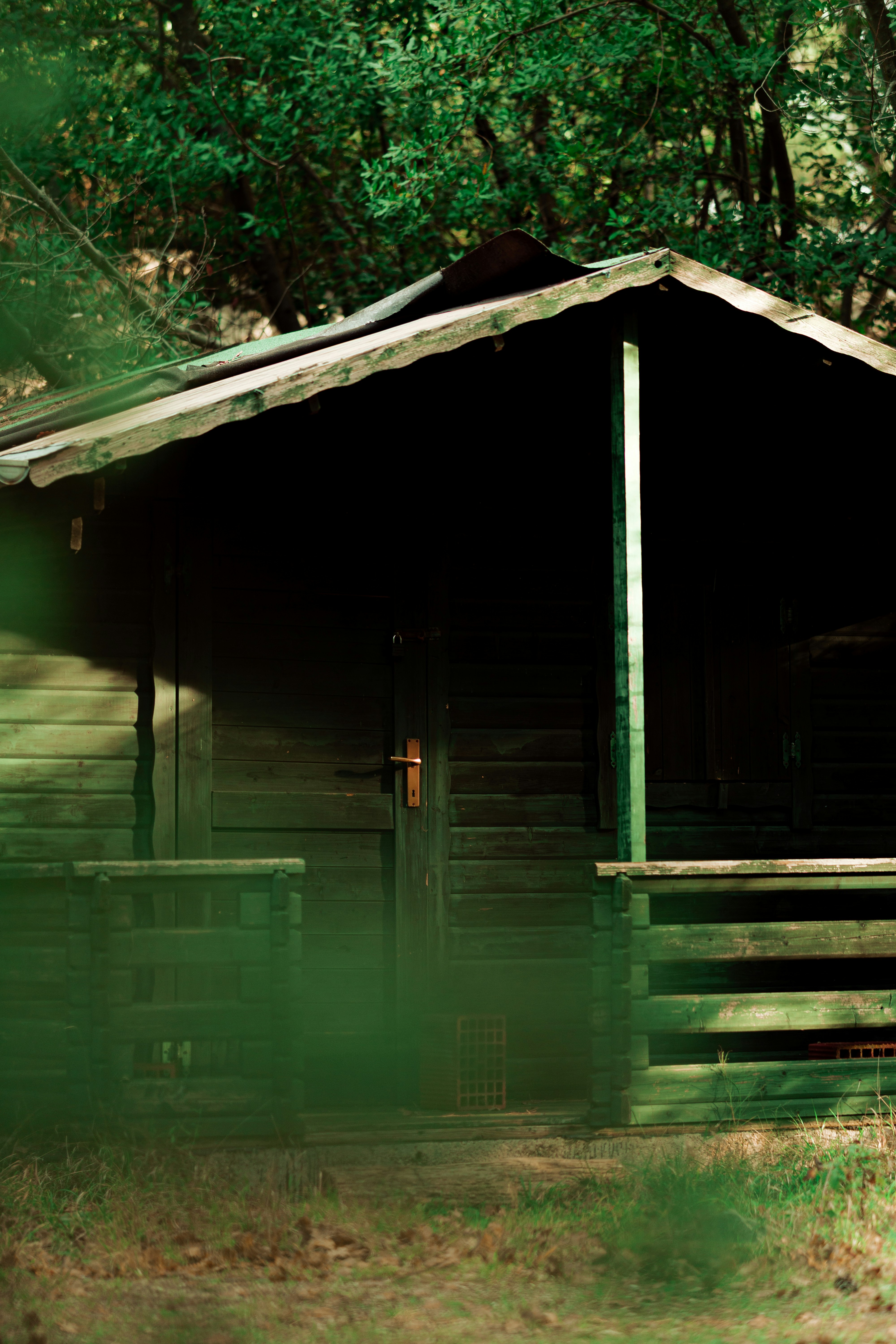 Green Tunnel: An Abandoned Cabin Amidovergrown Pines