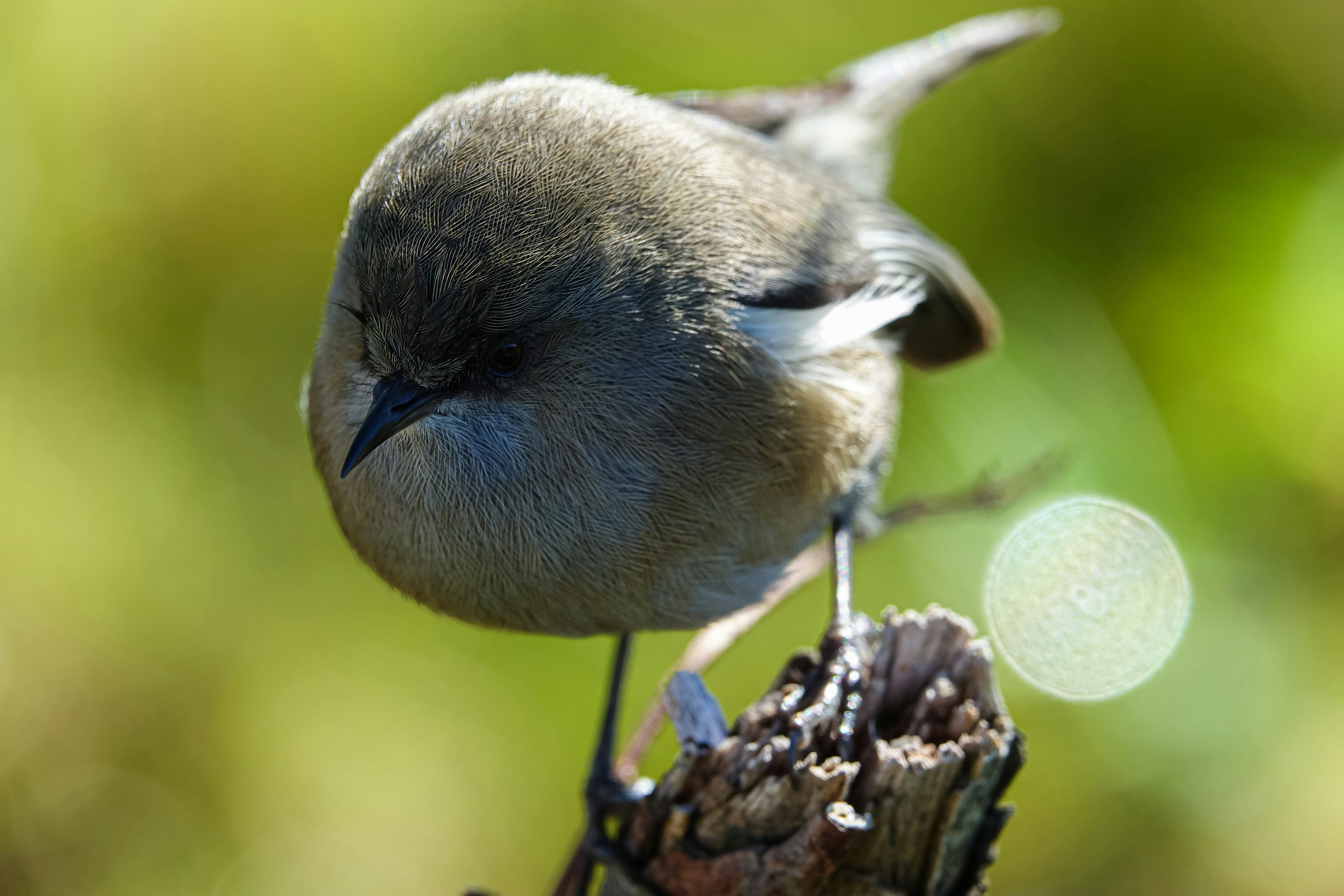 Réunion grey white-eye