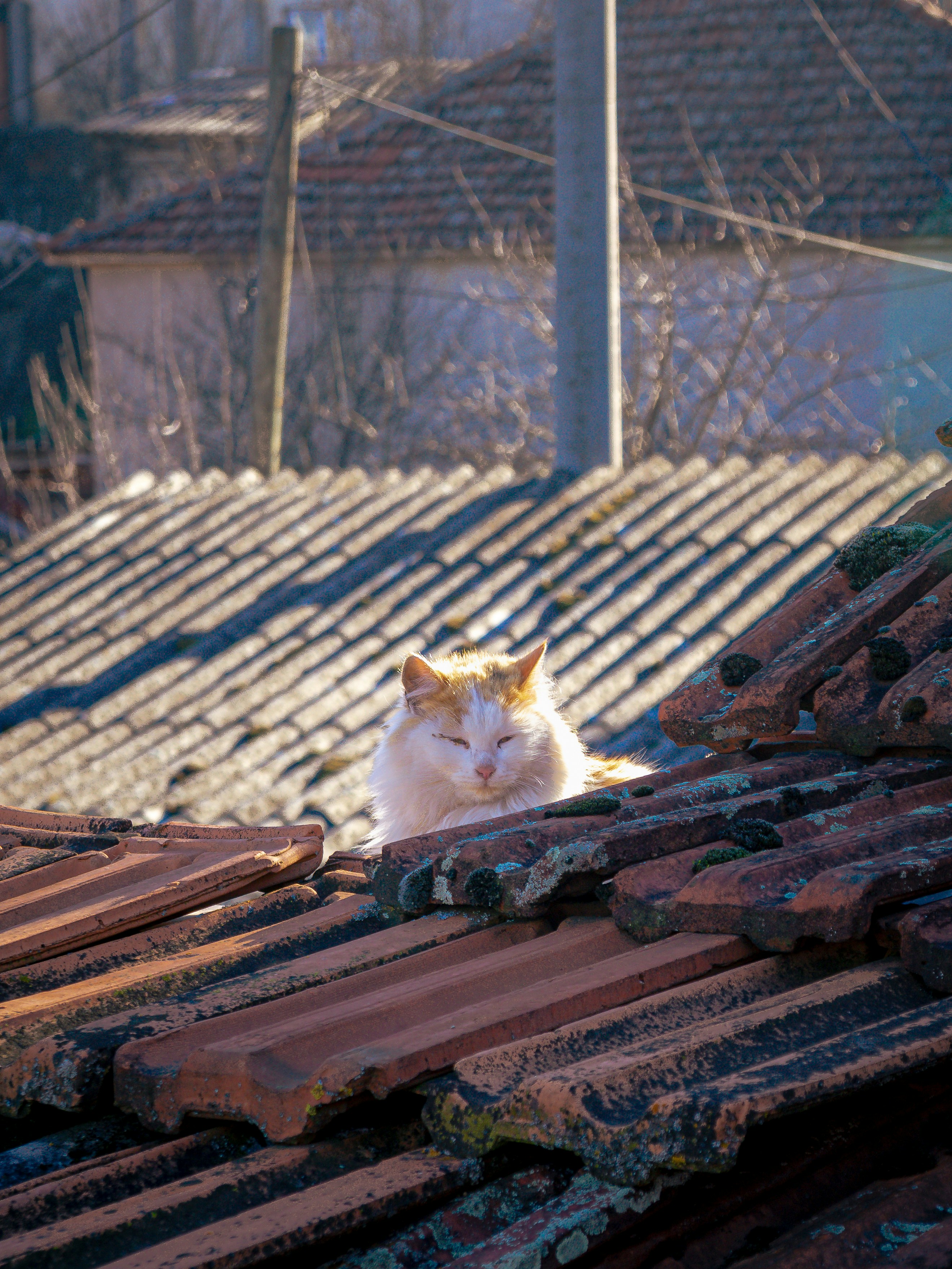 Cat on a Mossy Roof: Quiet Watcher of the Village