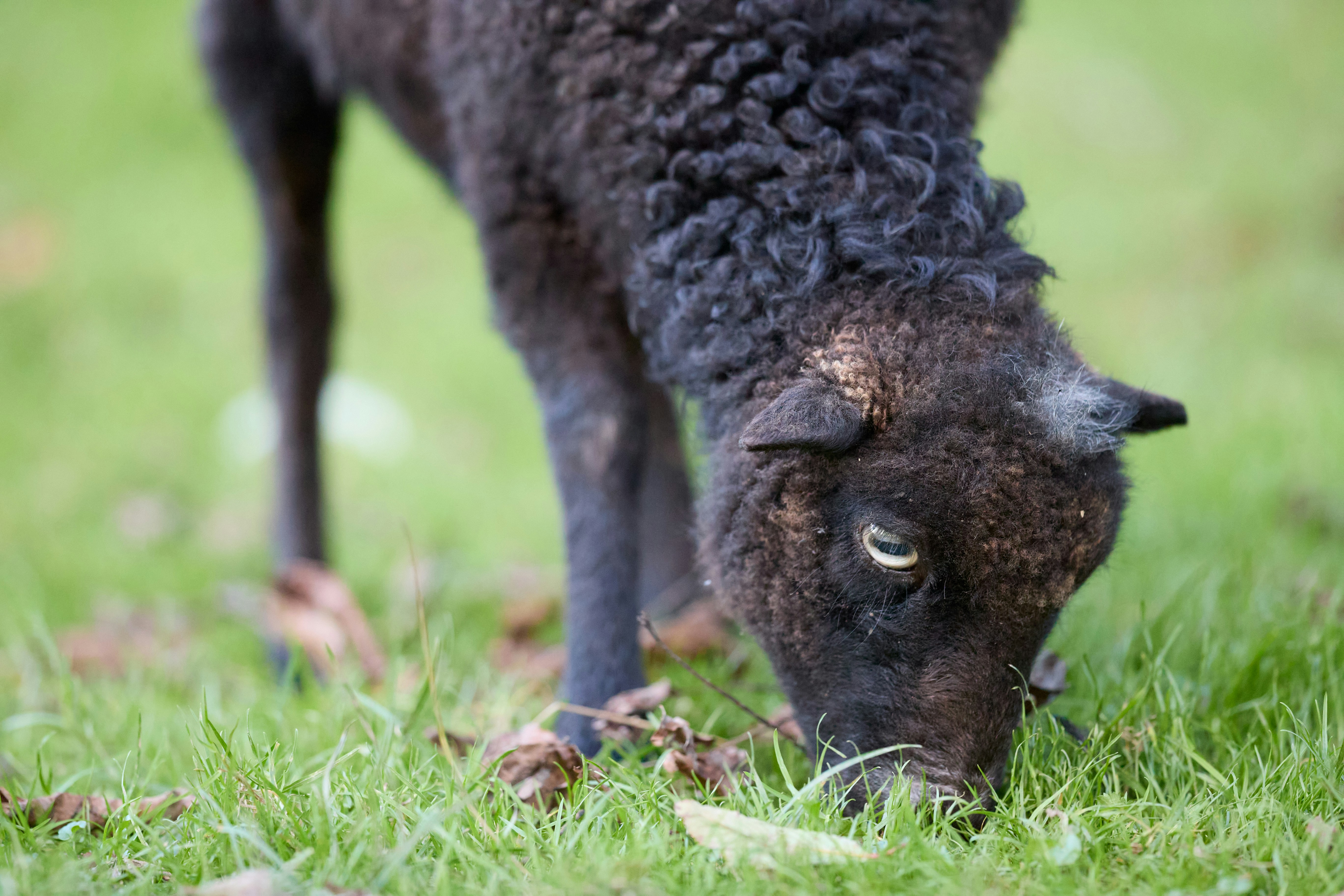 Grazing Black Sheep Under Soft Meadow Light
