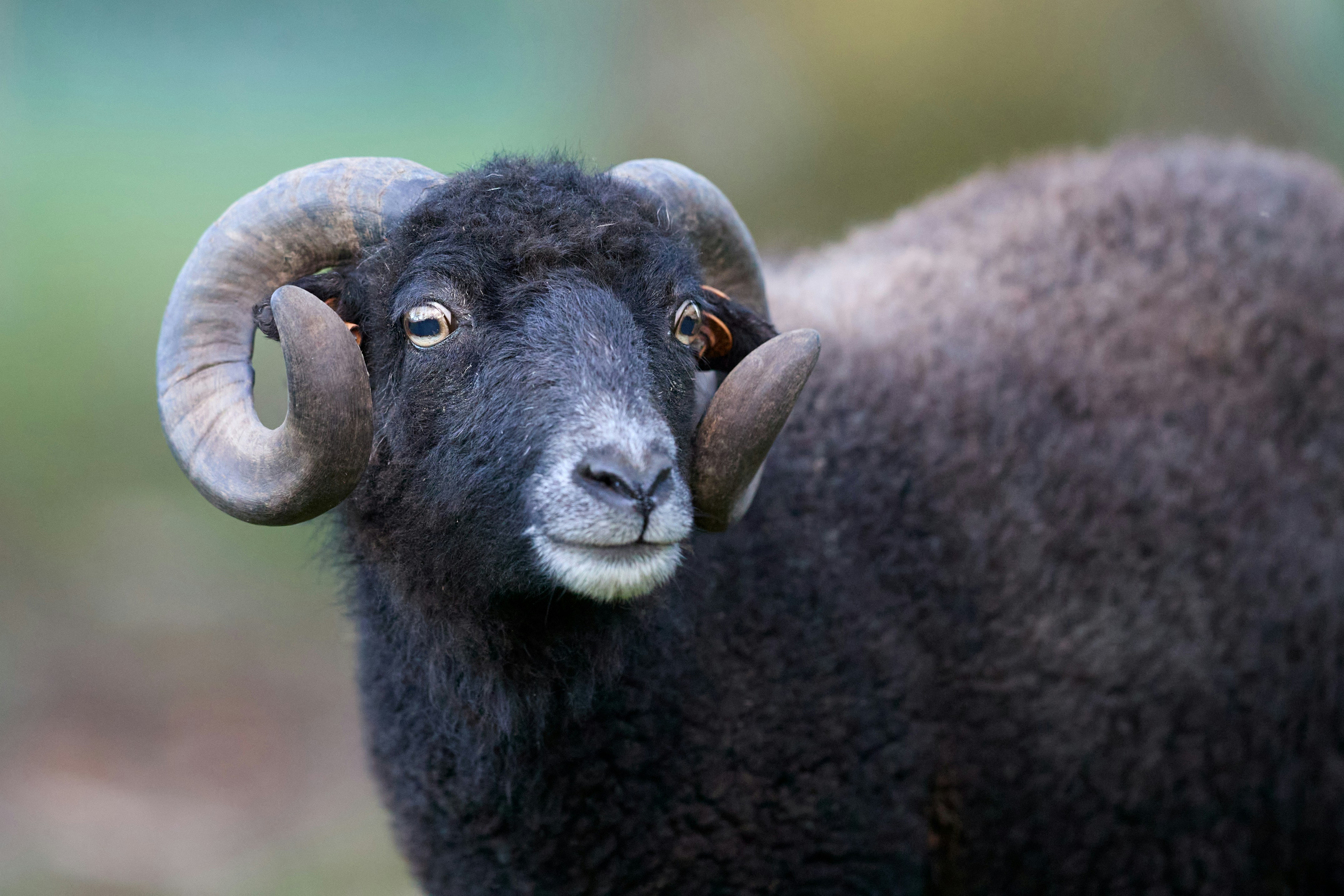 Close-up of a striking black ouessant ram with magnificent curved horns and gentle eyes, captured in a natural outdoor setting, conveying a sense of quiet strength.