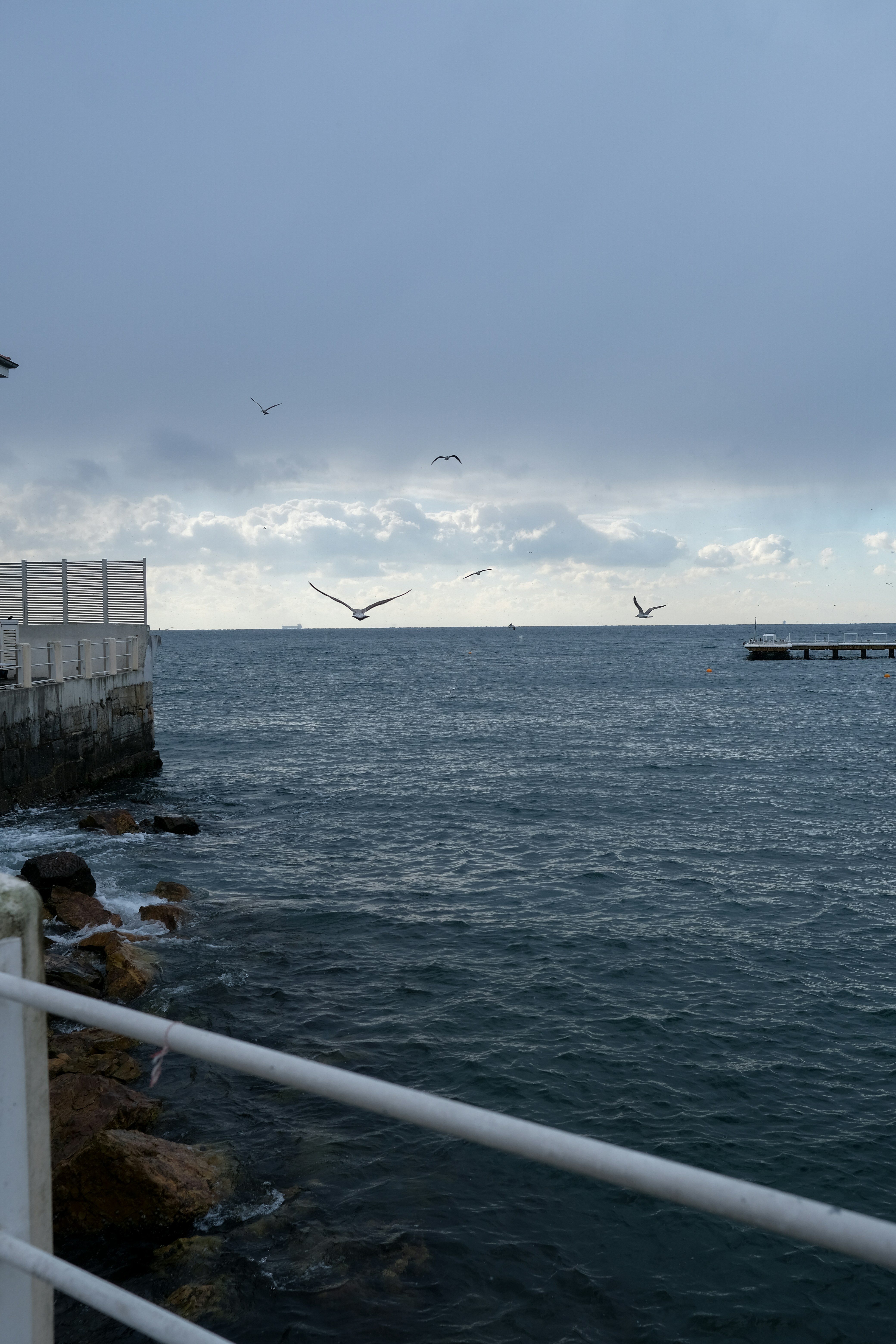 Seabirds in Transition: Horizon Meeting at the Pier