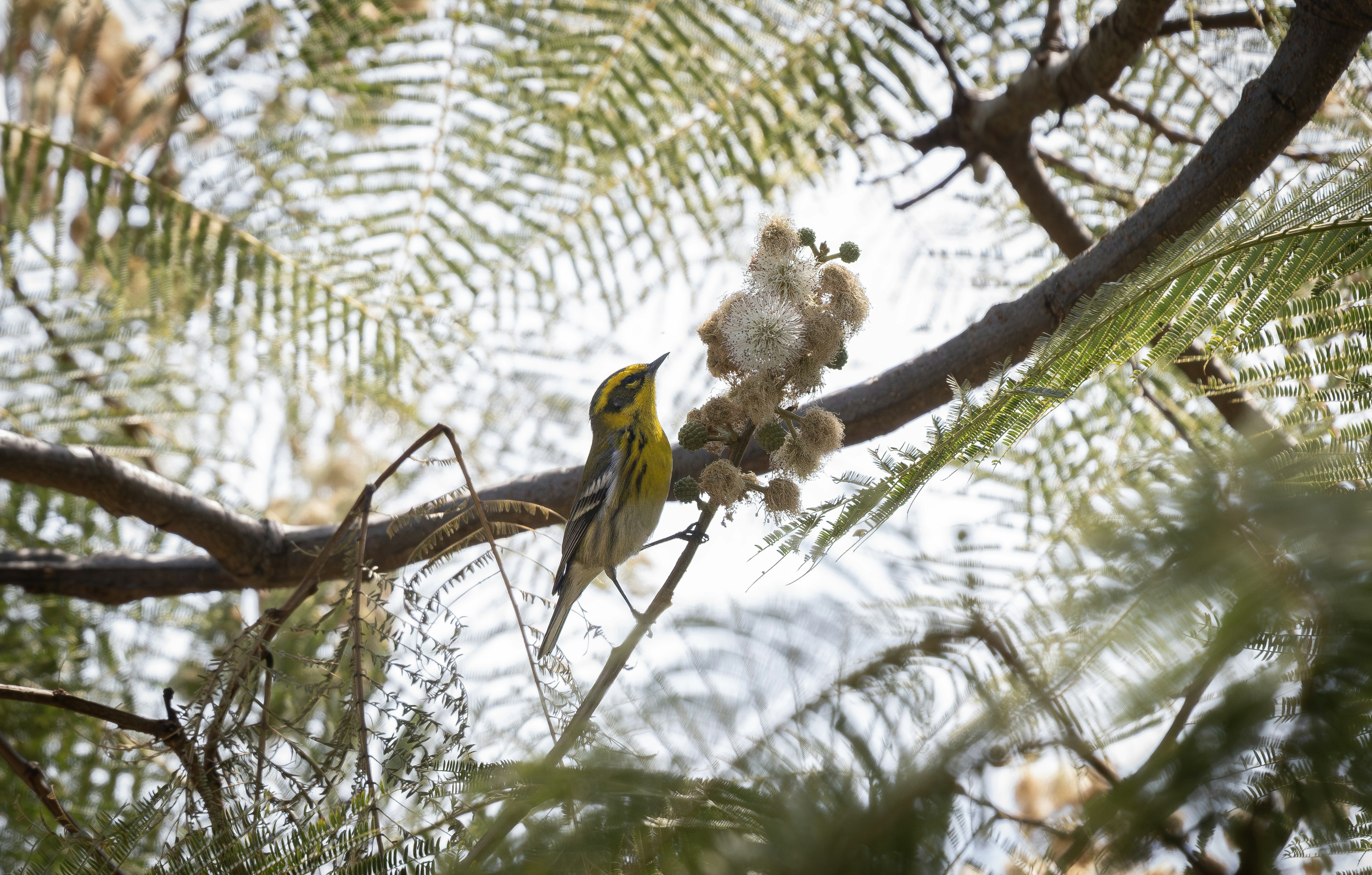 Yellow Warbler perched amid fern fronds against sunlit canopy