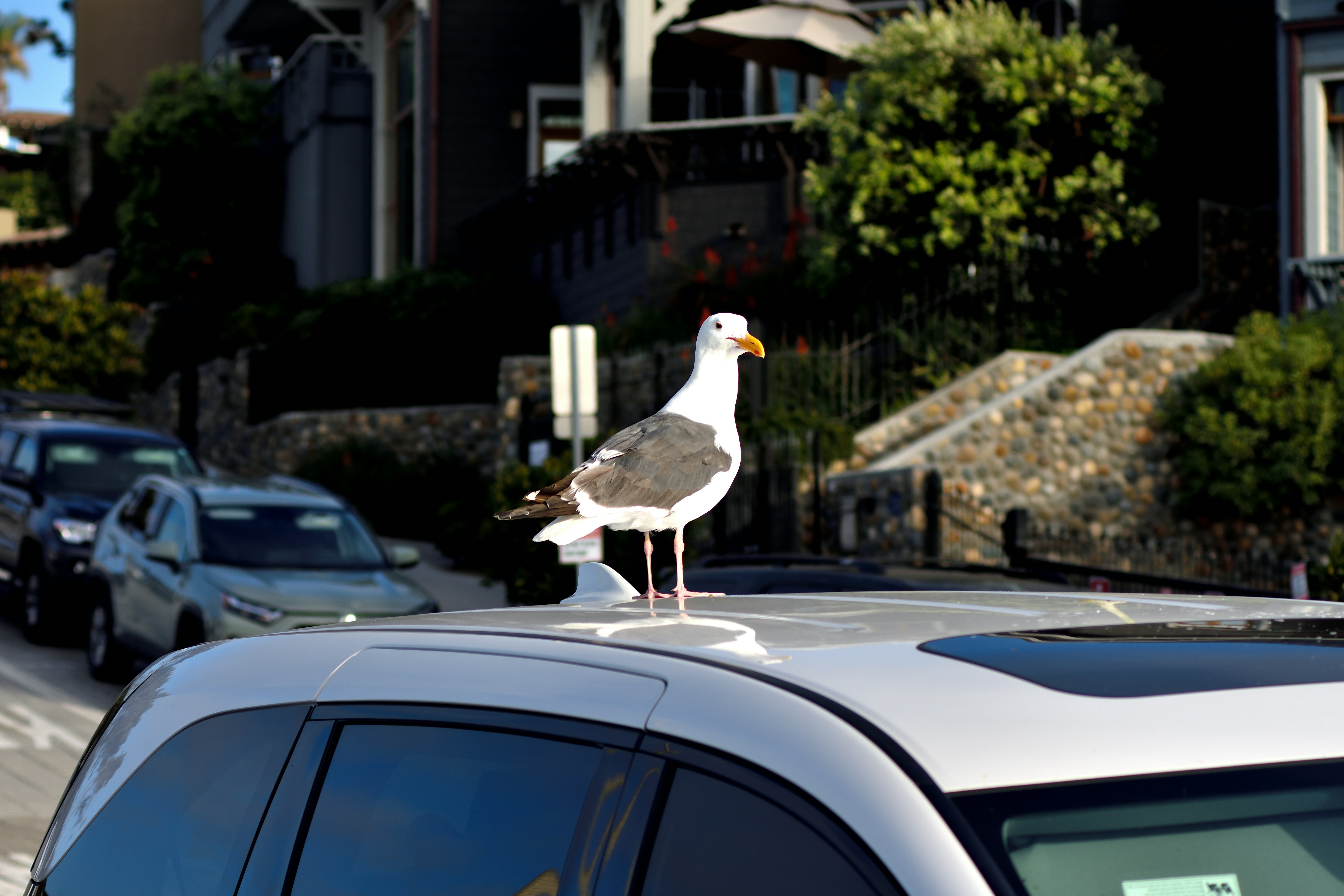 Seagull Sentinel perching on a sunlit car roof in a quiet neighborhood