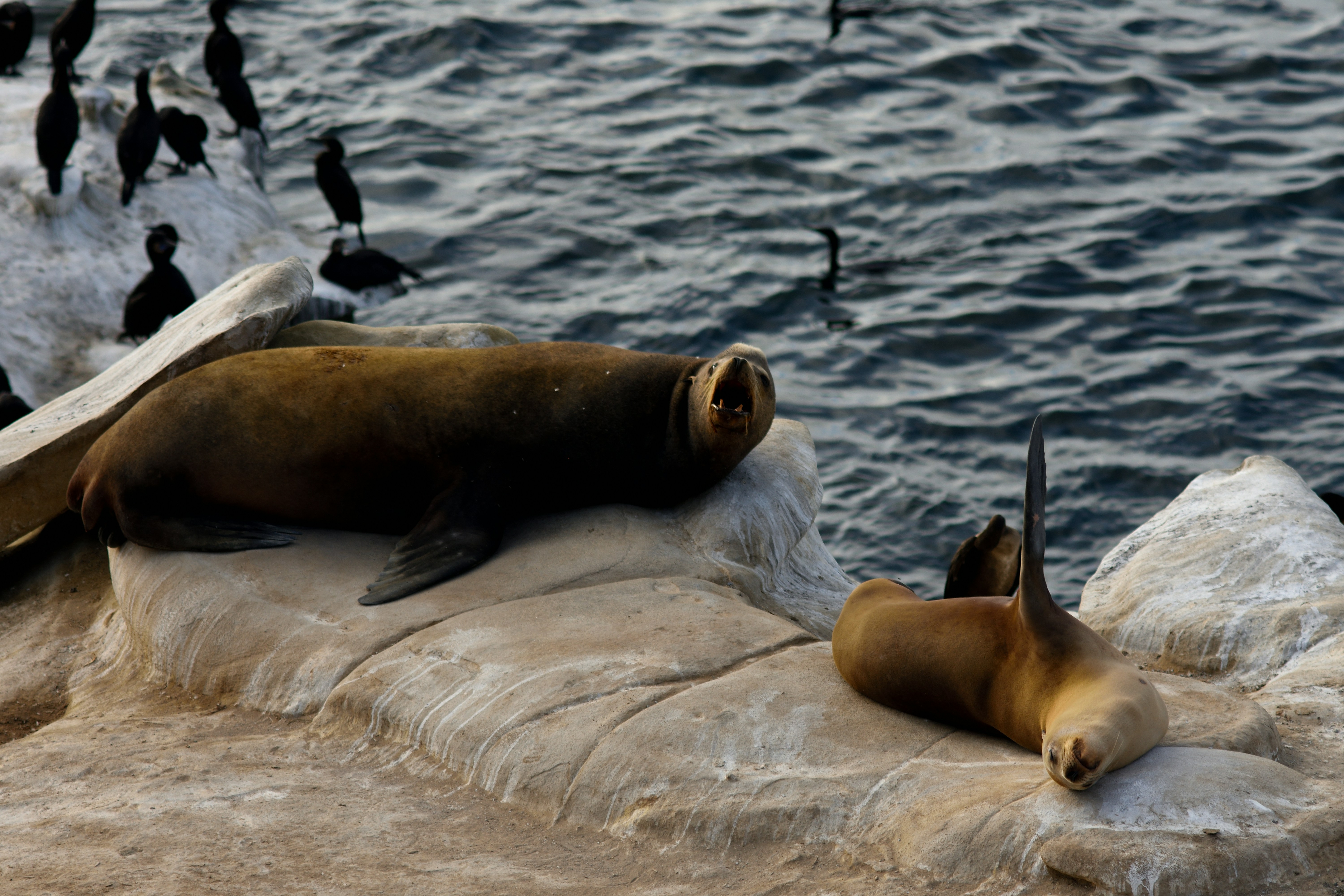 Sea Lions at Rest on Weathered Rock by the Harbor