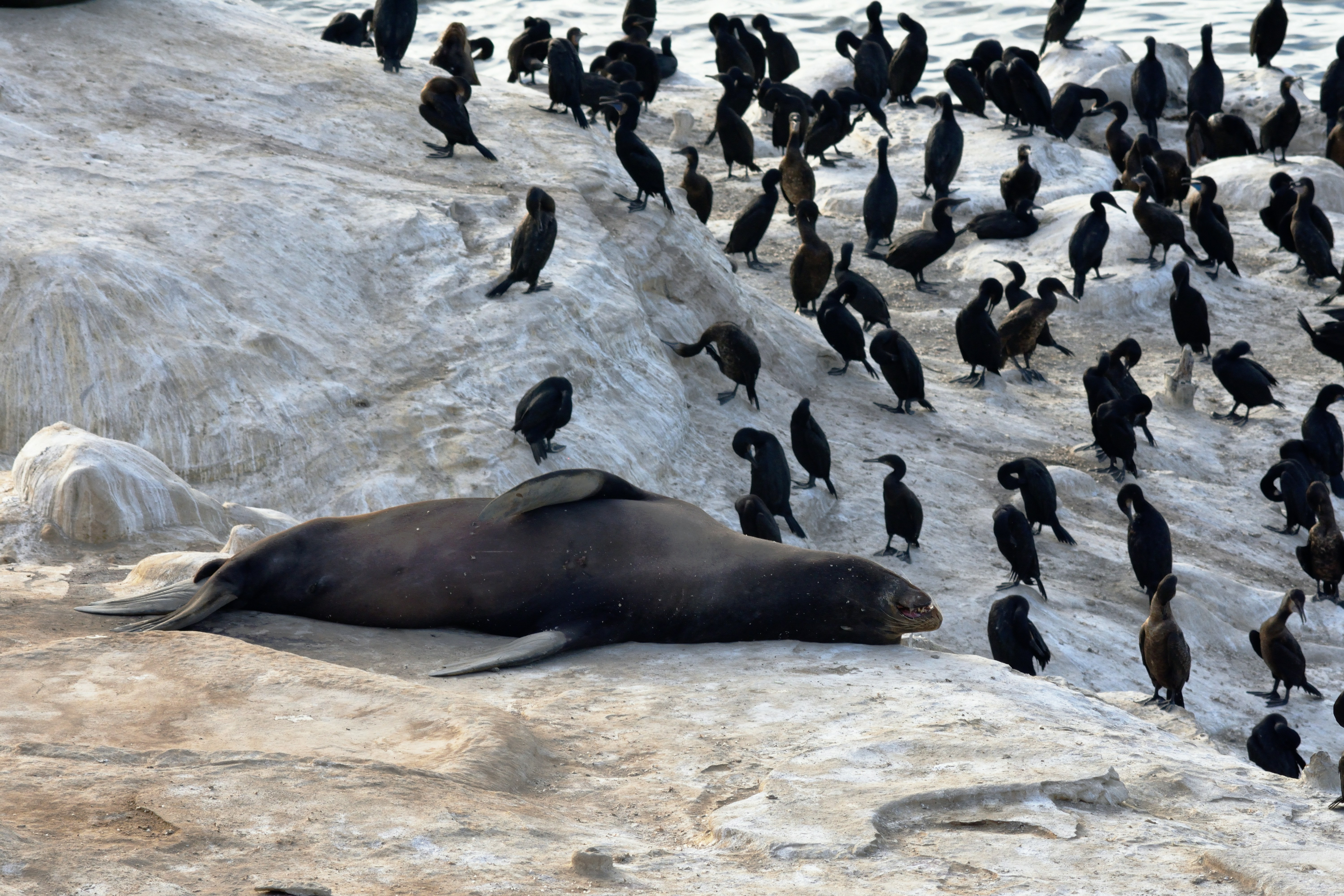 Resting Wale and a Fleet of Crows: A Quiet Moment on the Rock