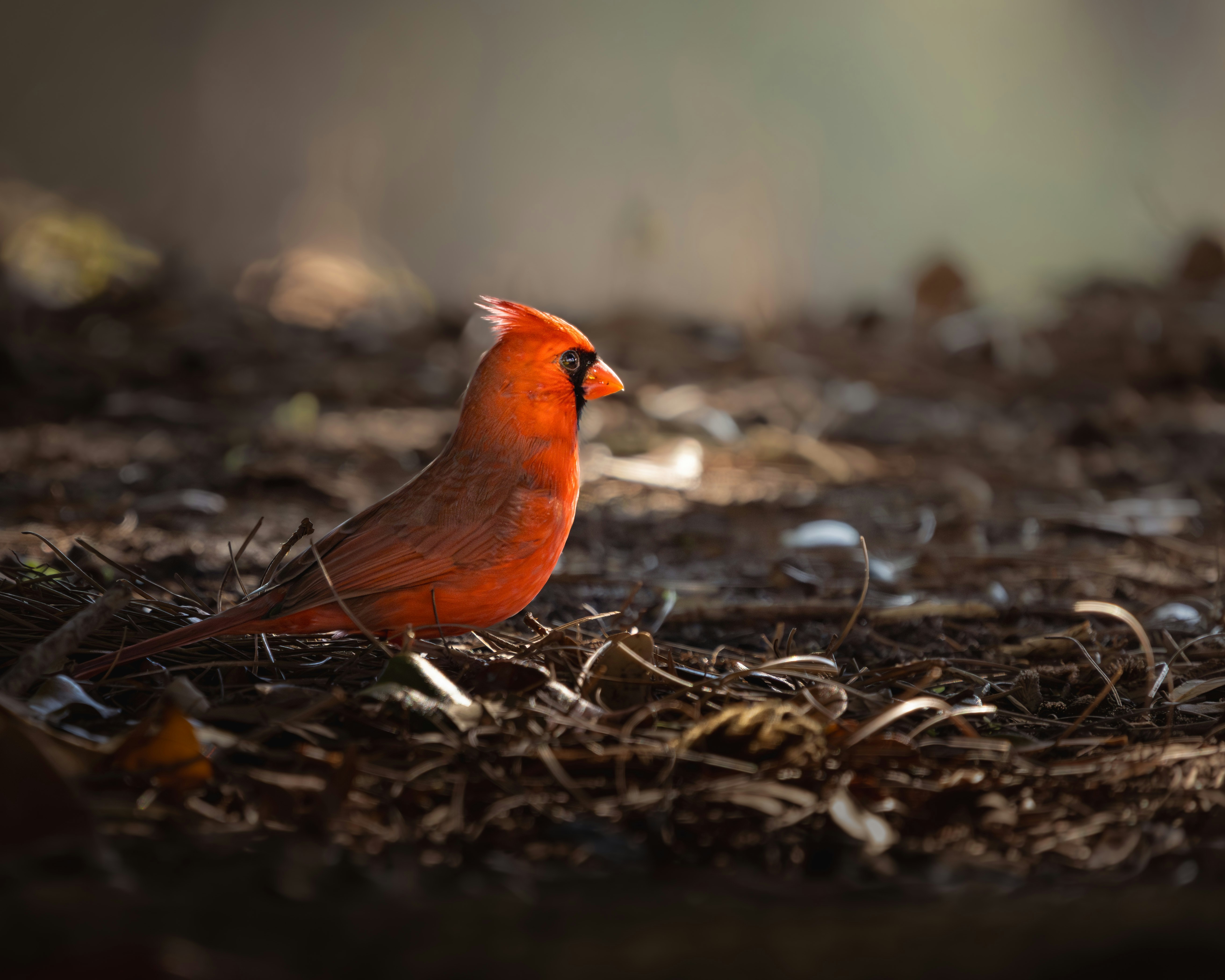 Crimson Cardinal in Quiet Fall Understory