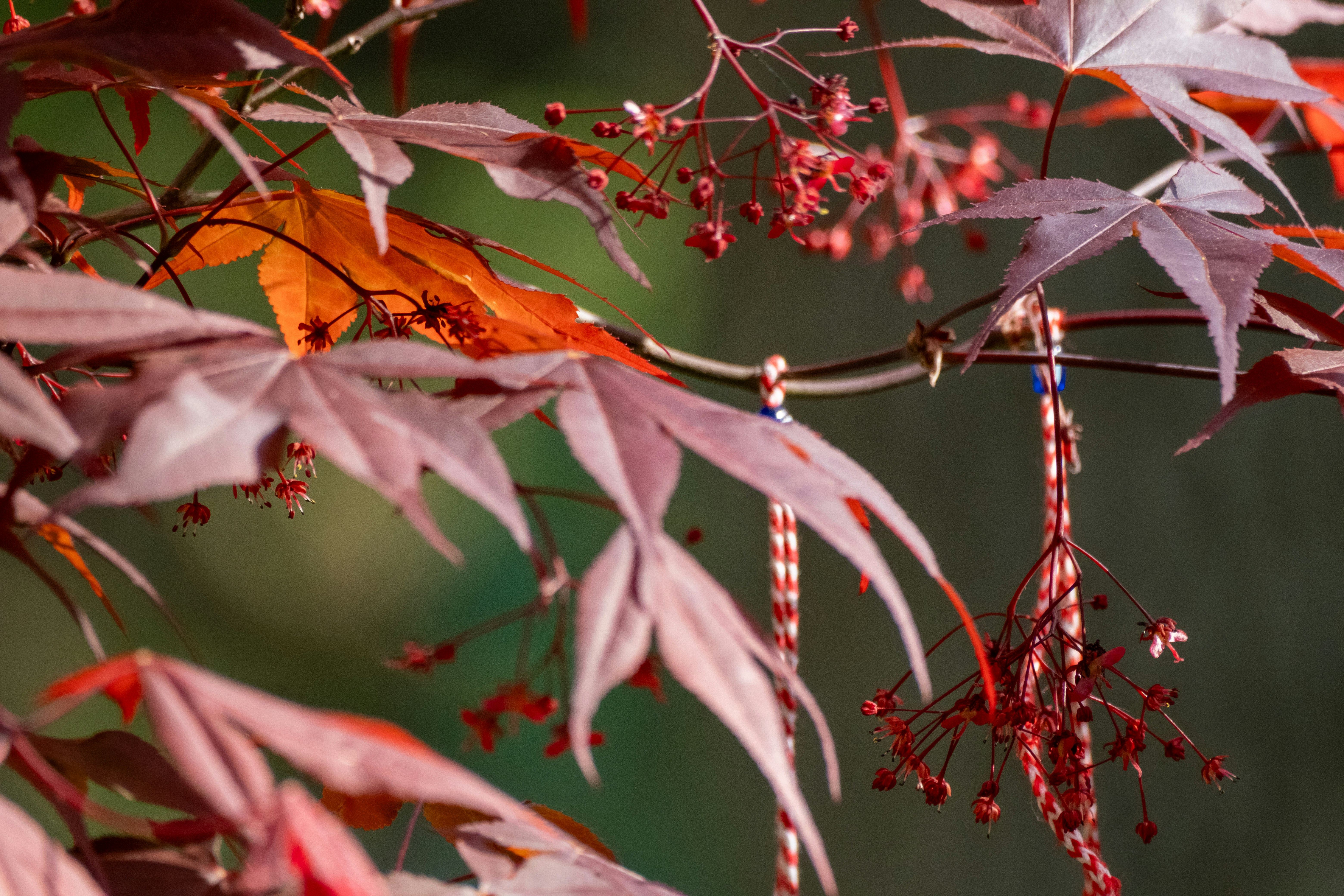 Crimson Maple Threads: A Quiet Burst of Red Amid Delicate Strings