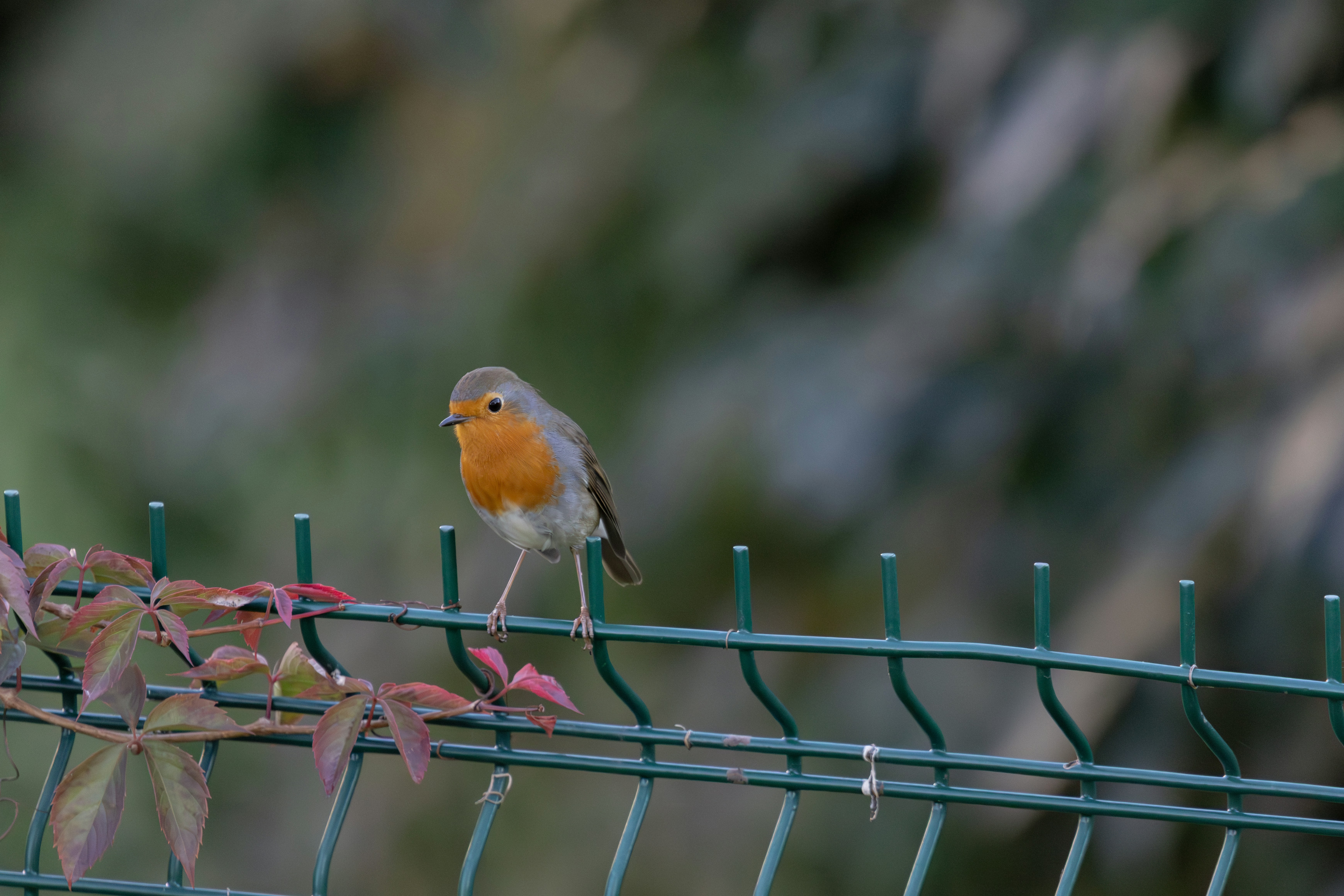 Robin on a Fence: A Meadow-Bound Moment