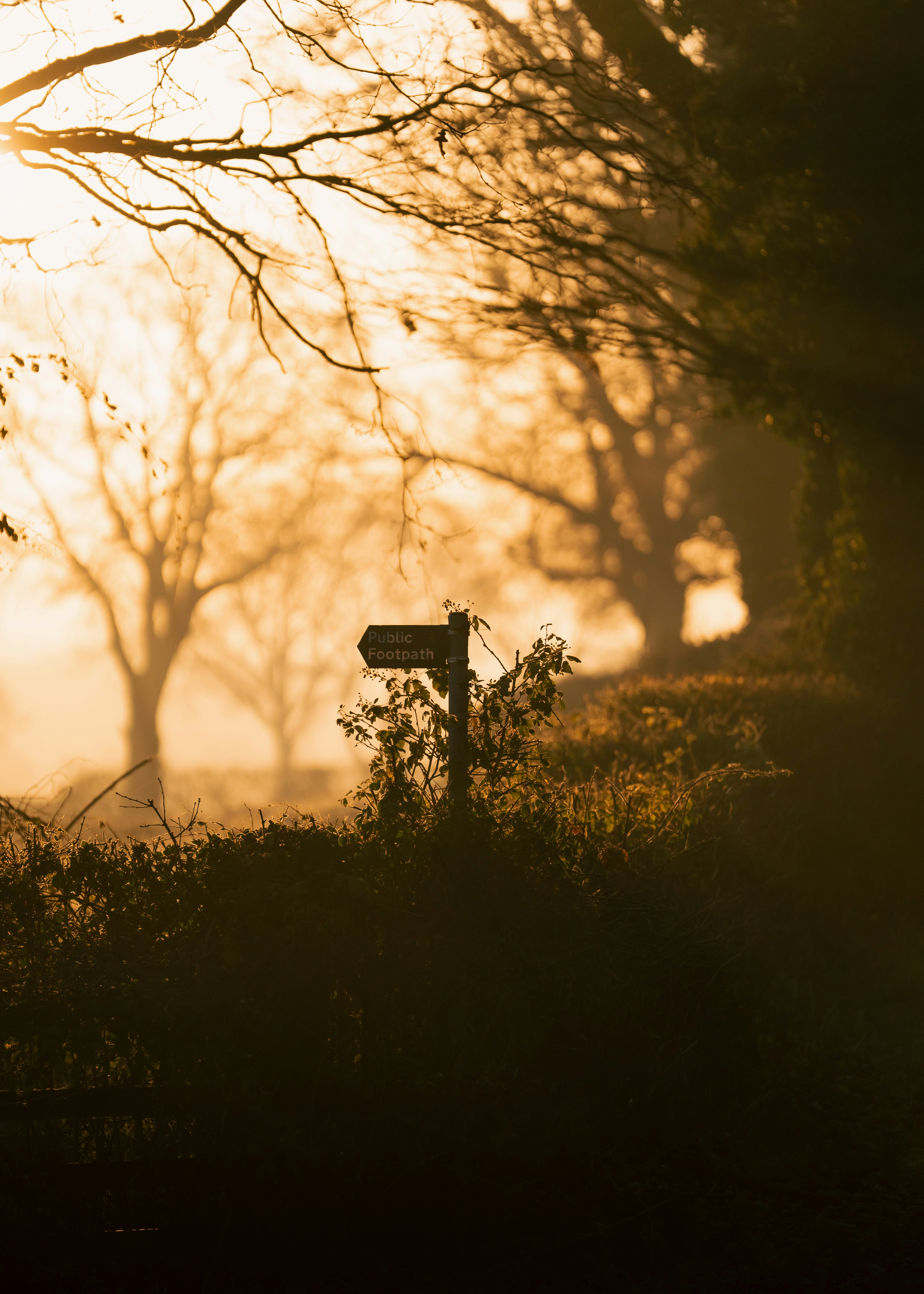 Golden Hour Footpath: A Quiet Signpost Amid Misty Foliage