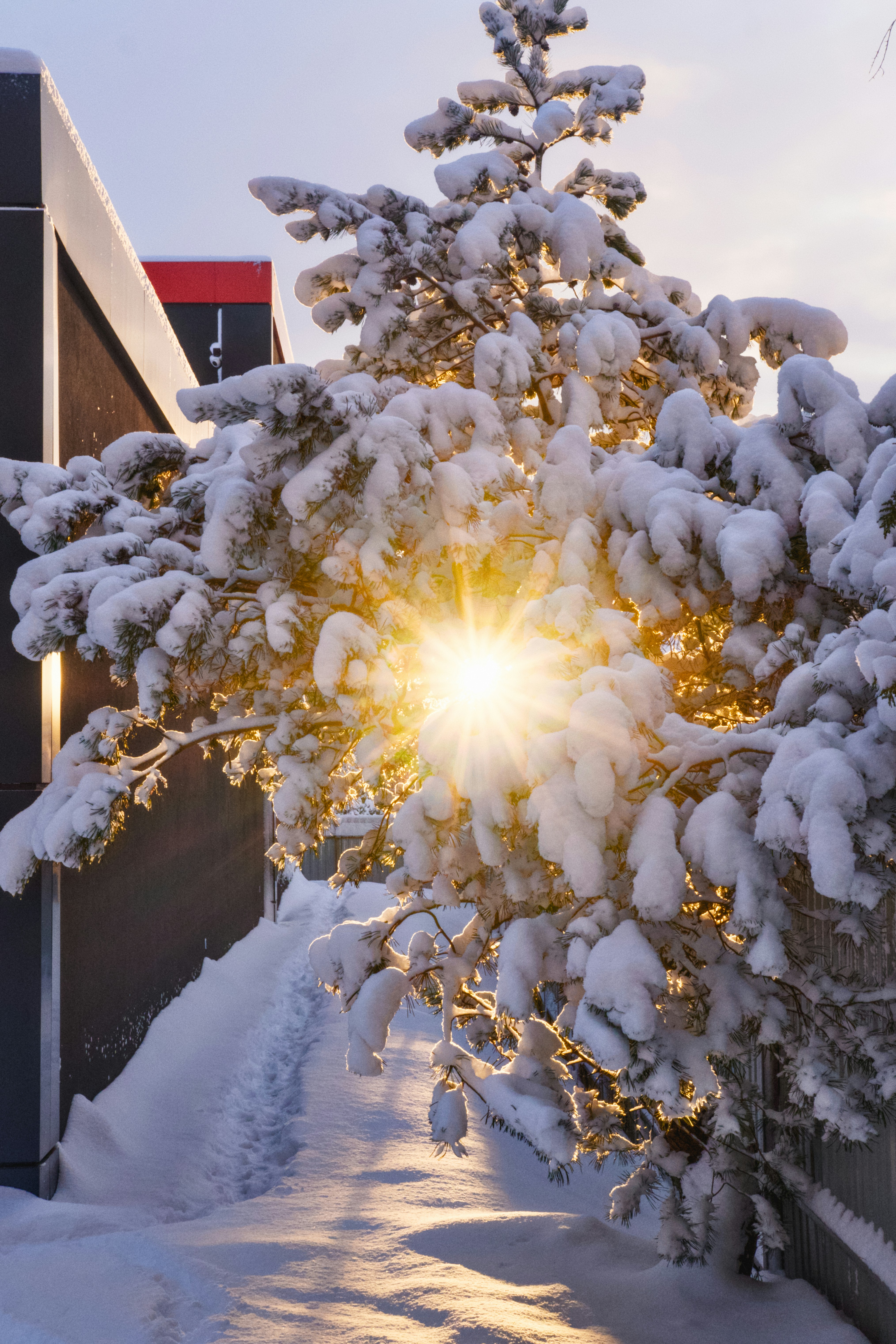 Sunlit Snow Kiss on a Winter Hedge