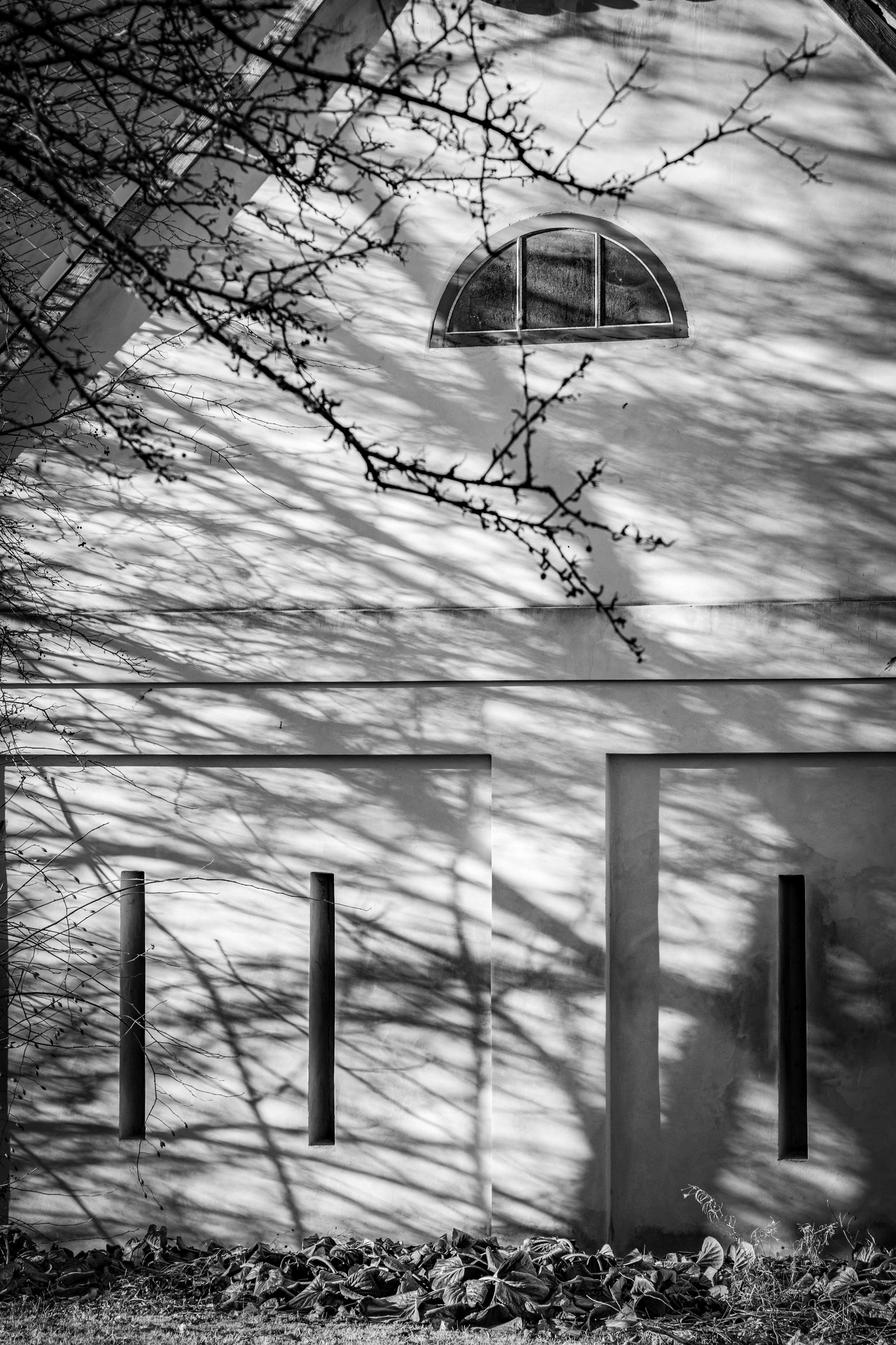 Shadows on the Facade: Branches Weaving Across a Dormant Wall