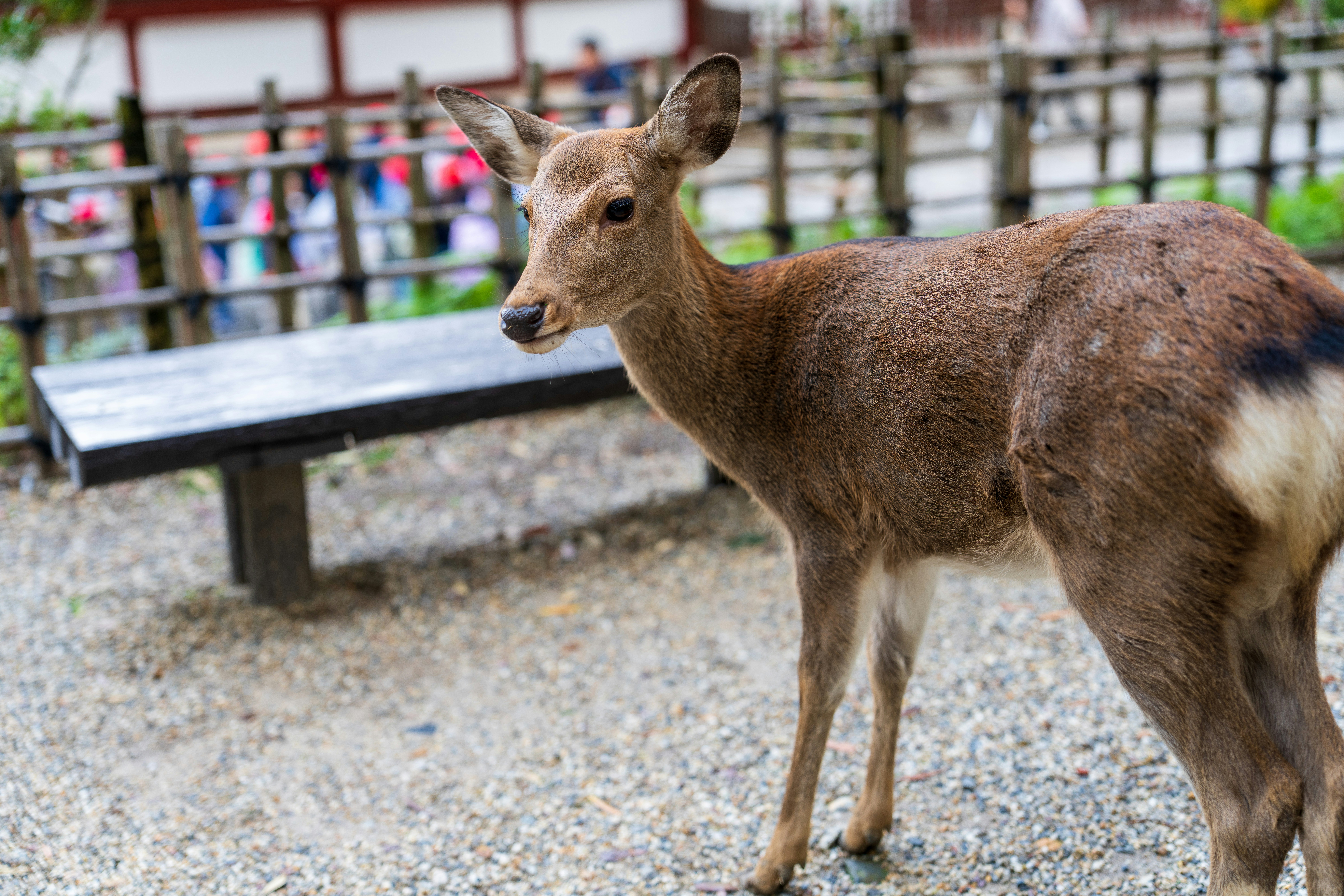 Curious Doe by the Park Rail