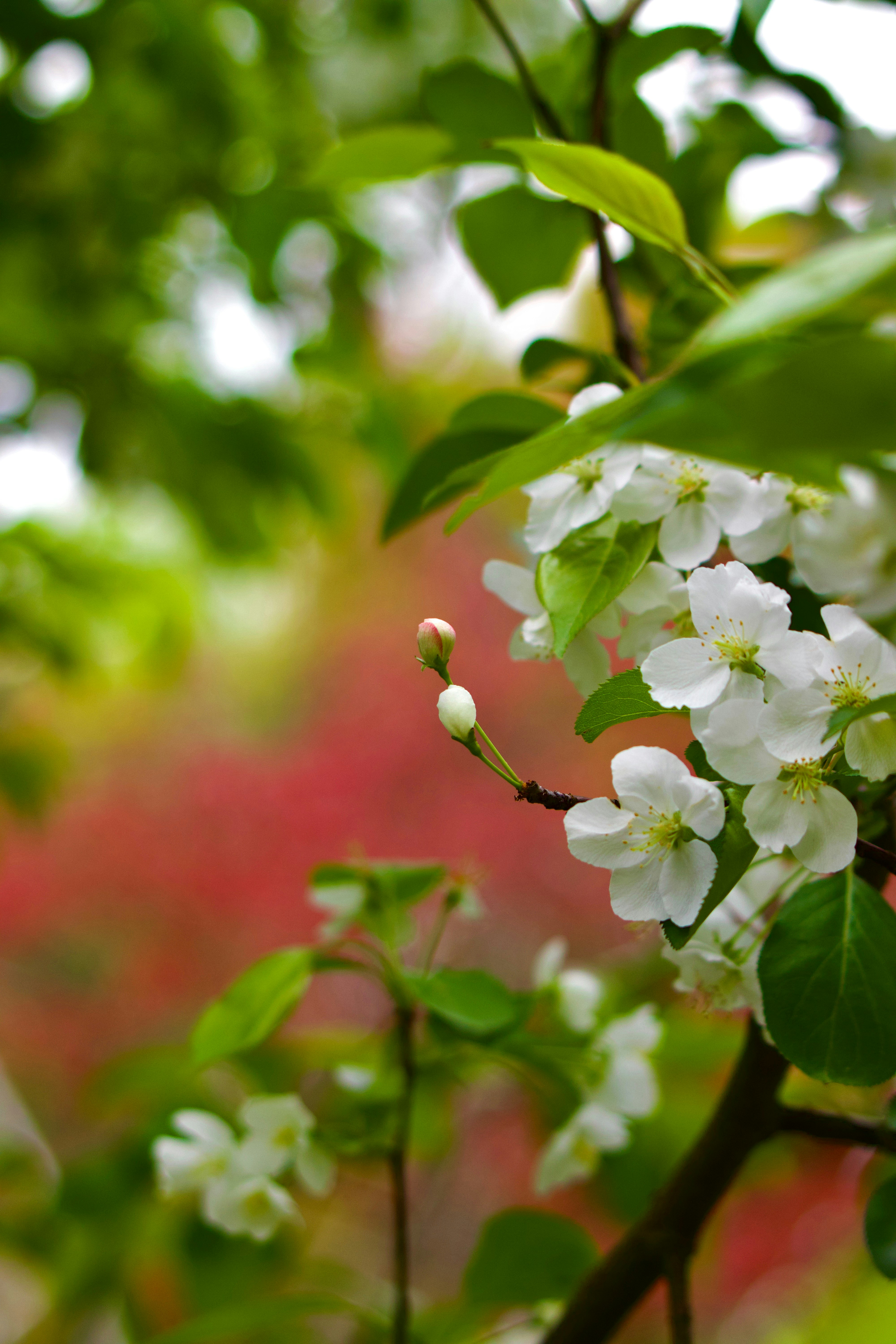 White blossoms cluster along a branch with green leaves in a sunlit garden; soft bokeh reveals a blurred background of foliage and hints of pink flowers.