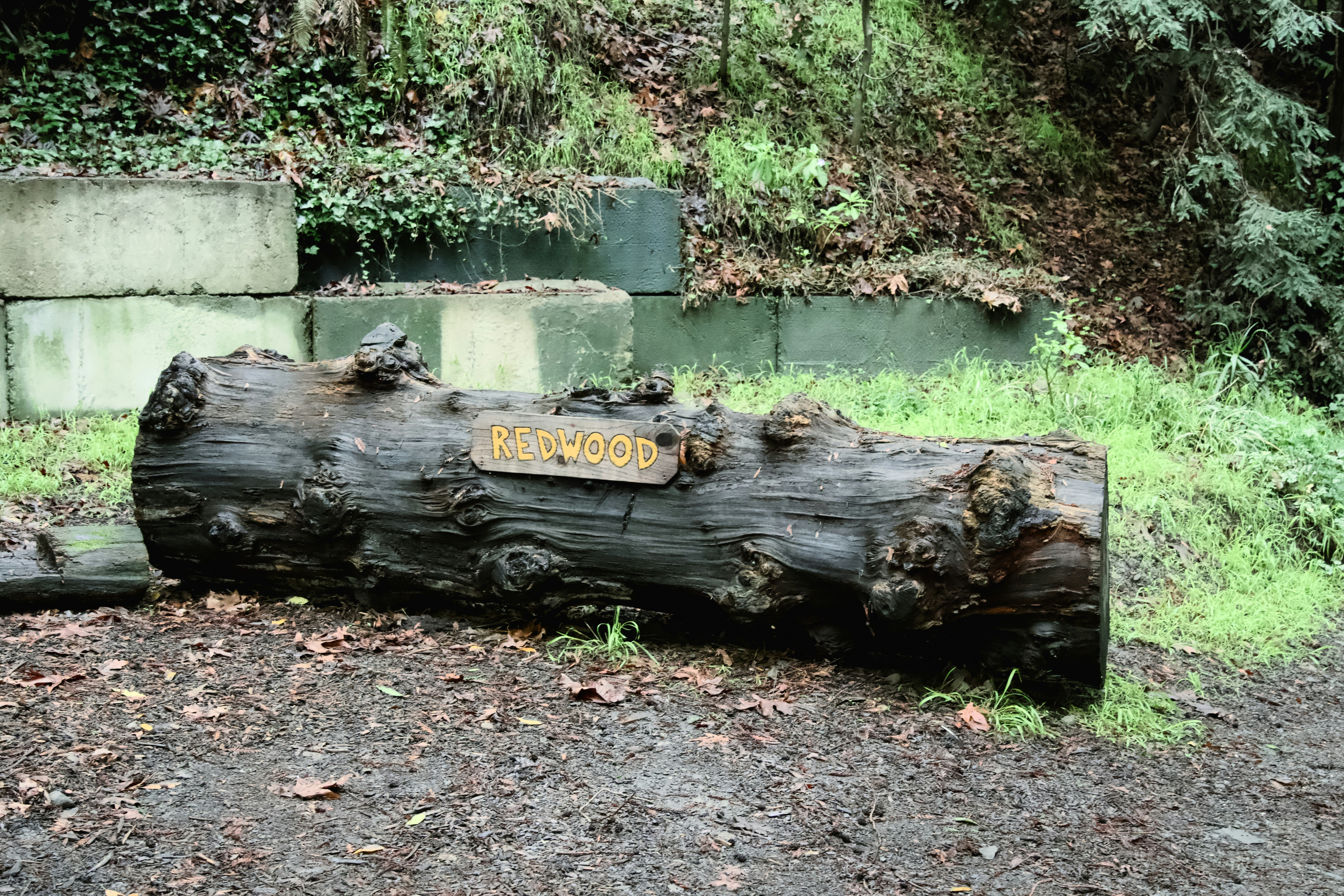 Redwood Log Rest in Rain-Soaked Clearing