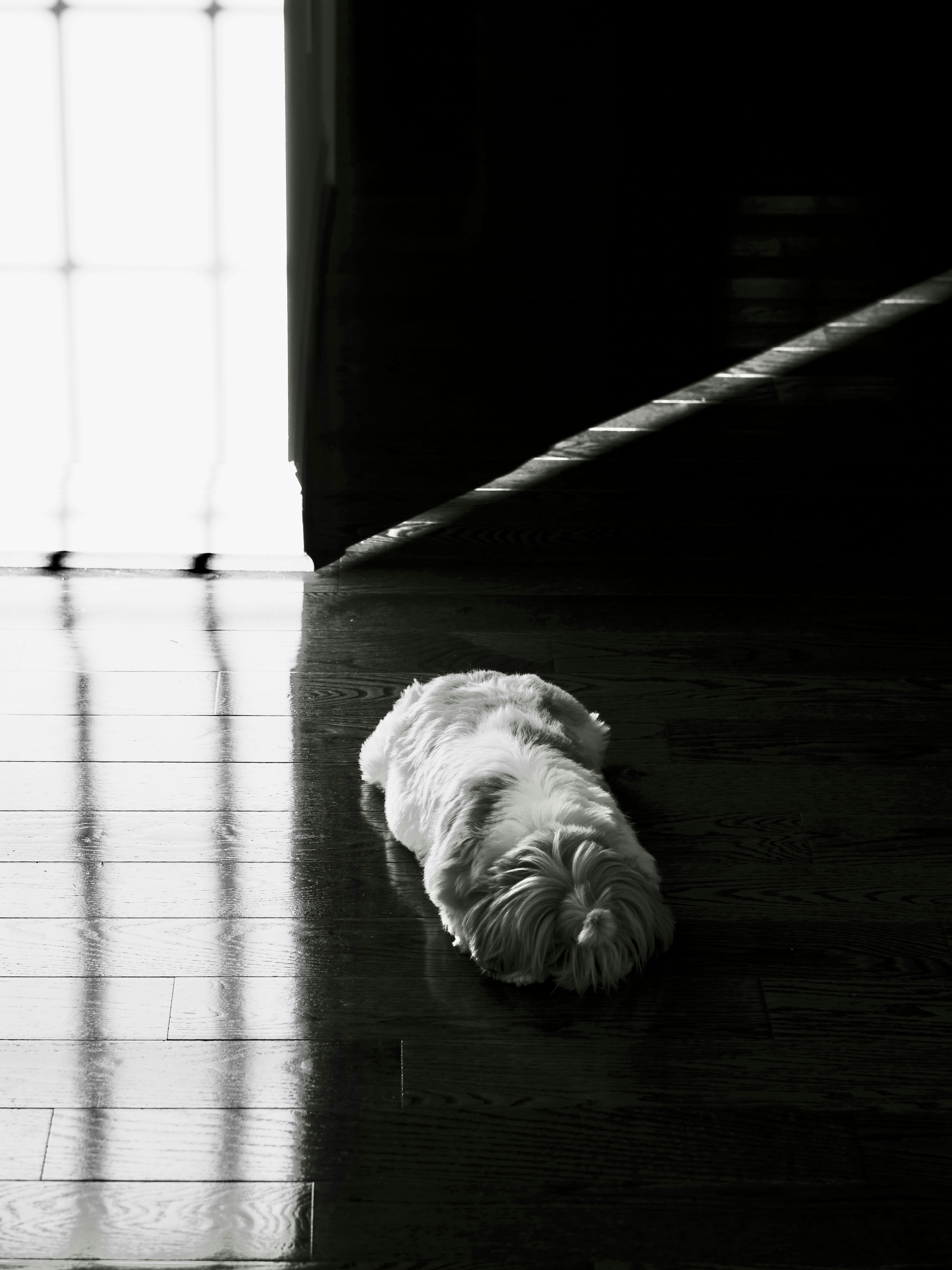 Small dog resting on a dark hardwood floor near a bright doorway; the scene emphasizes contrast between light and shadow in a minimal interior setting.