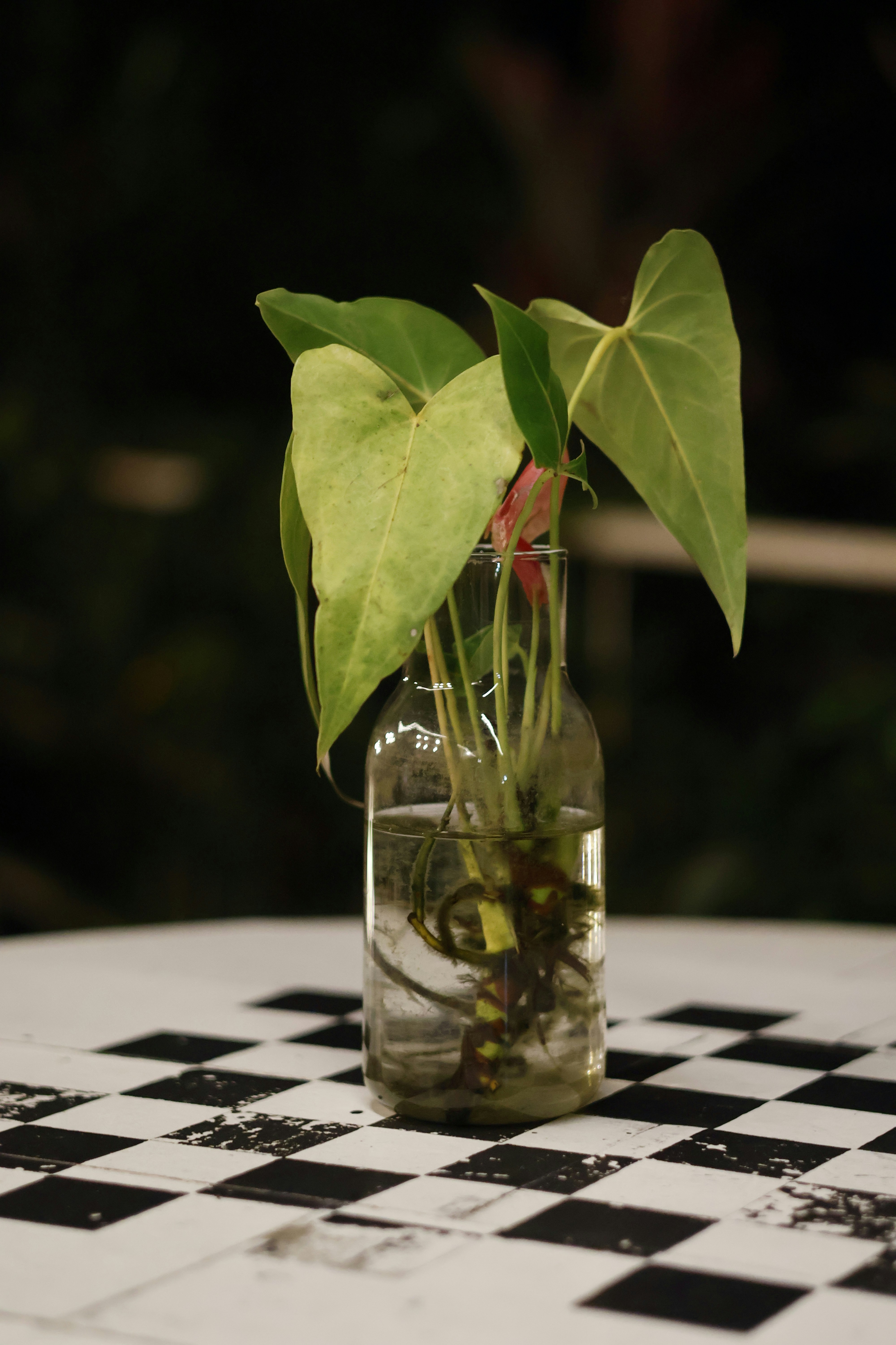 Green Heart in a Glass Vase: A Quiet Study of Life