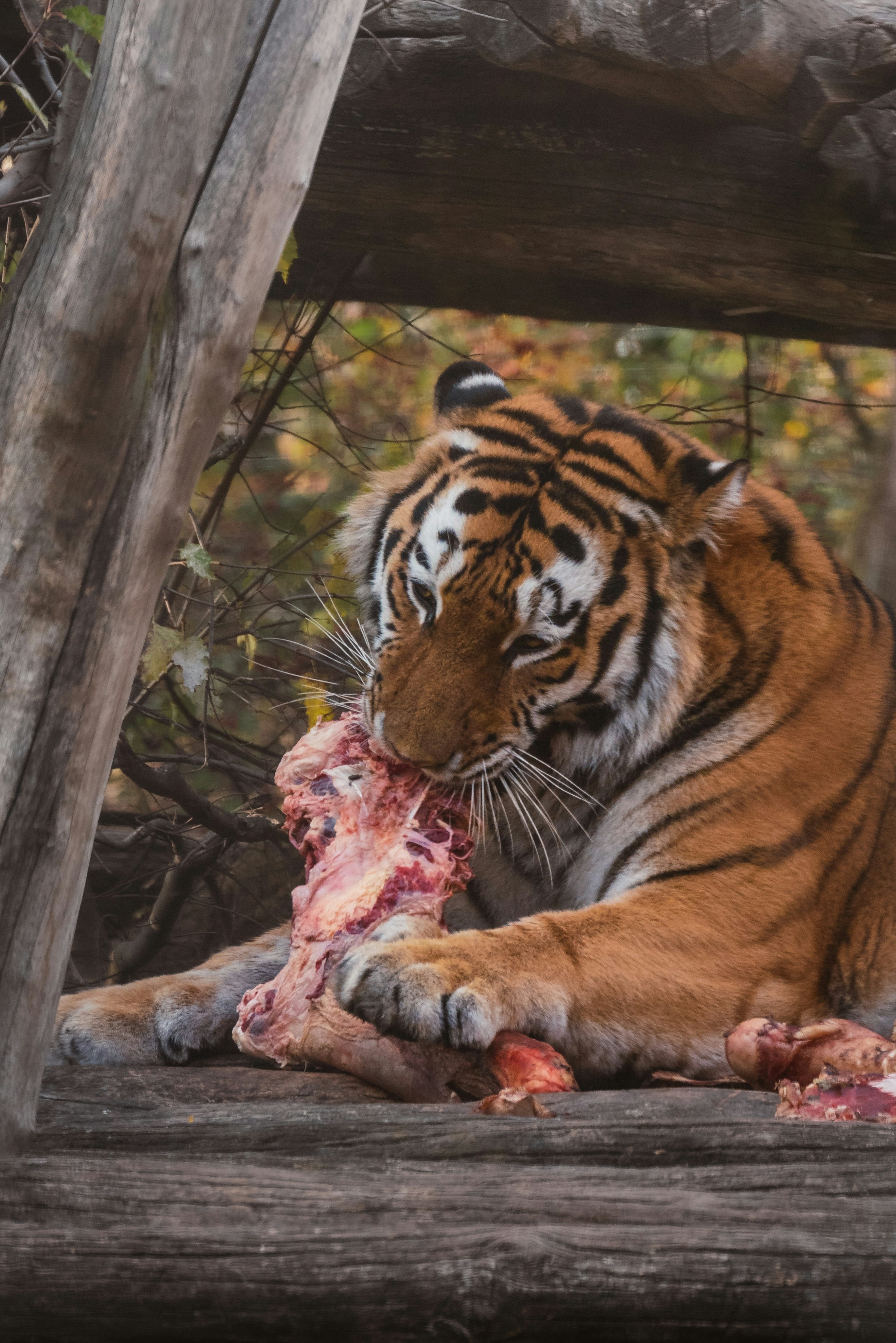Tiger Savoring a Fresh Bone Amid Weathered Logs