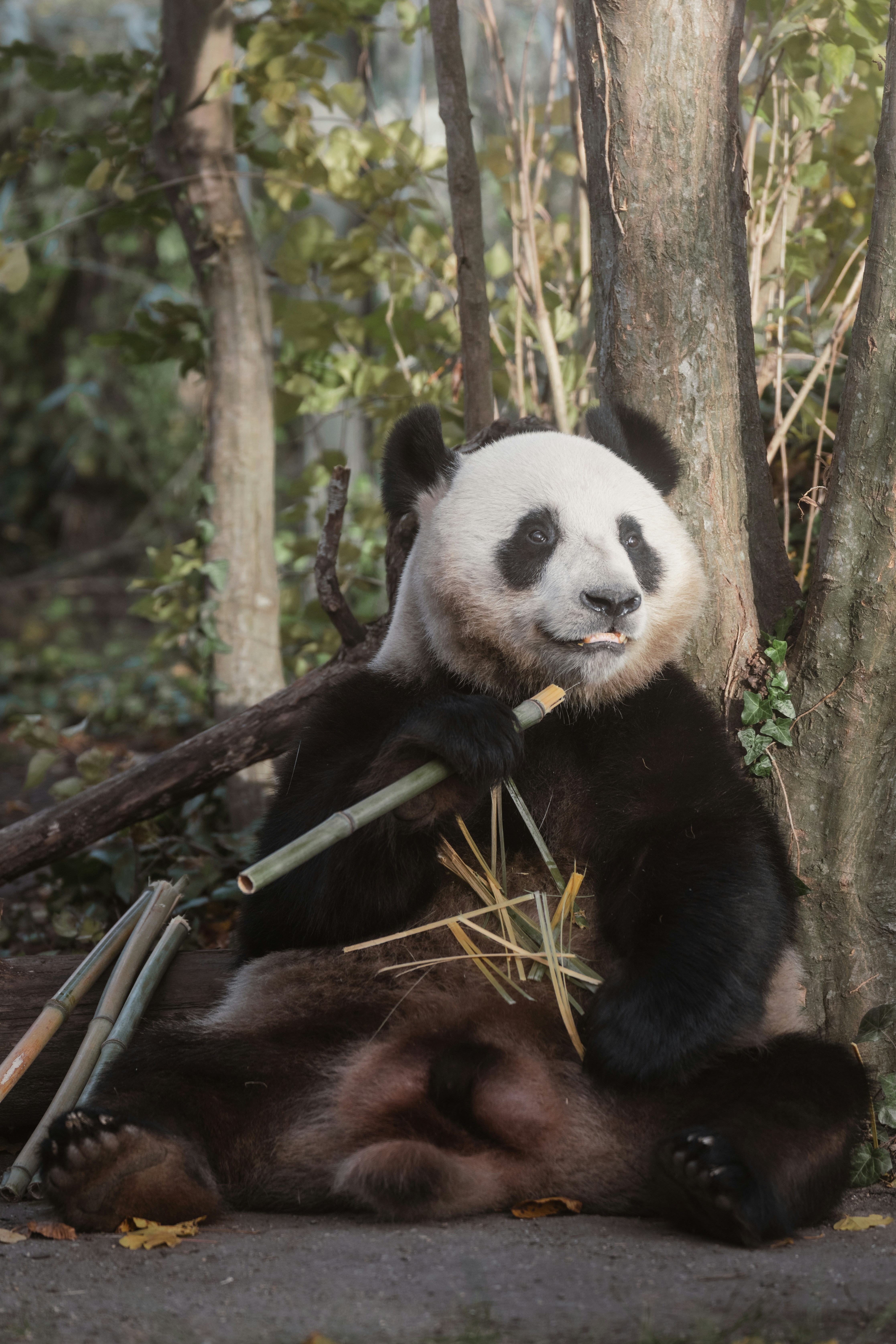 Panda Face Pictures | Download Free Images on Unsplash