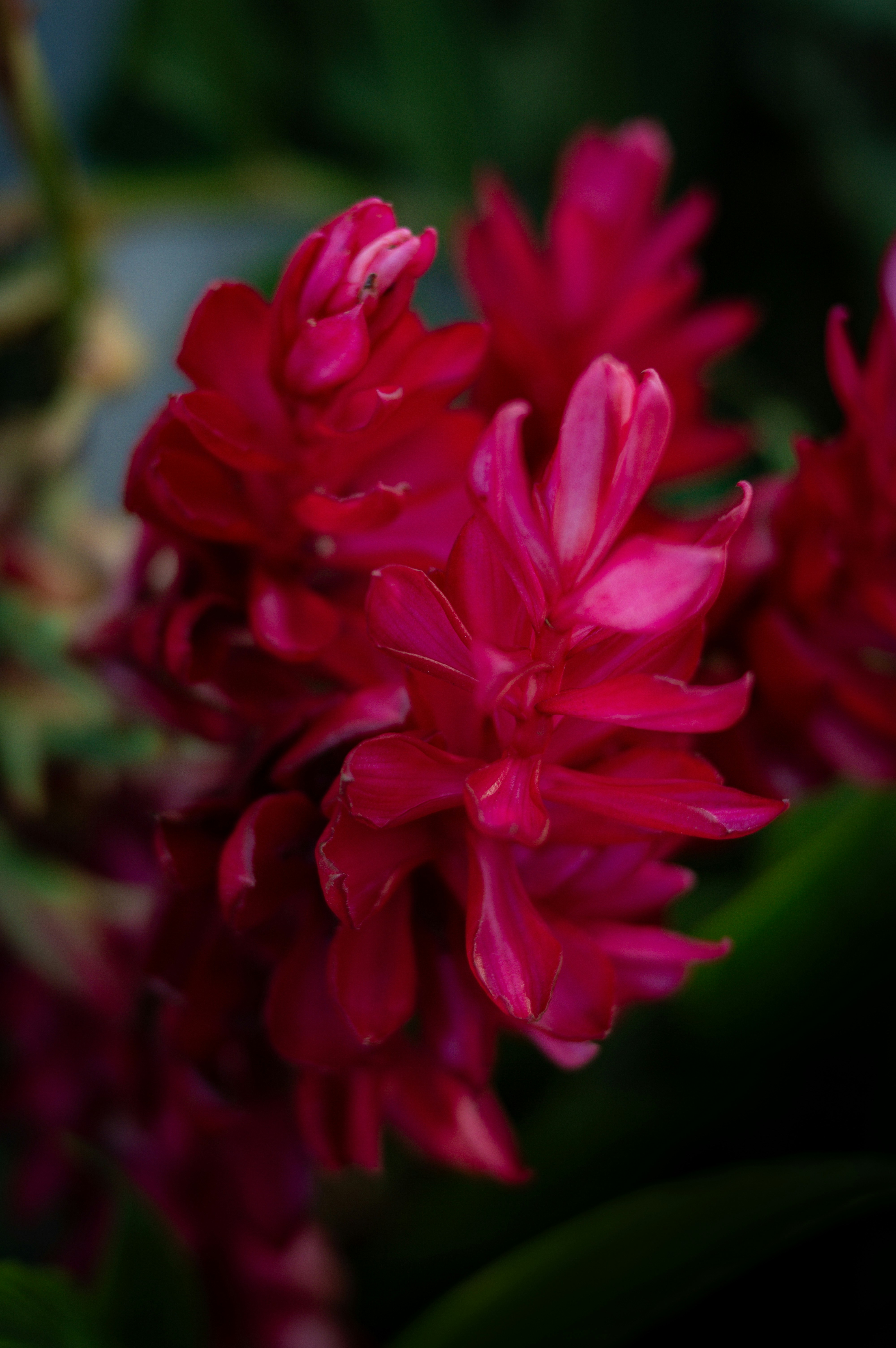 Crimson Clusters: a close-up of tropical blossoms in soft focus
